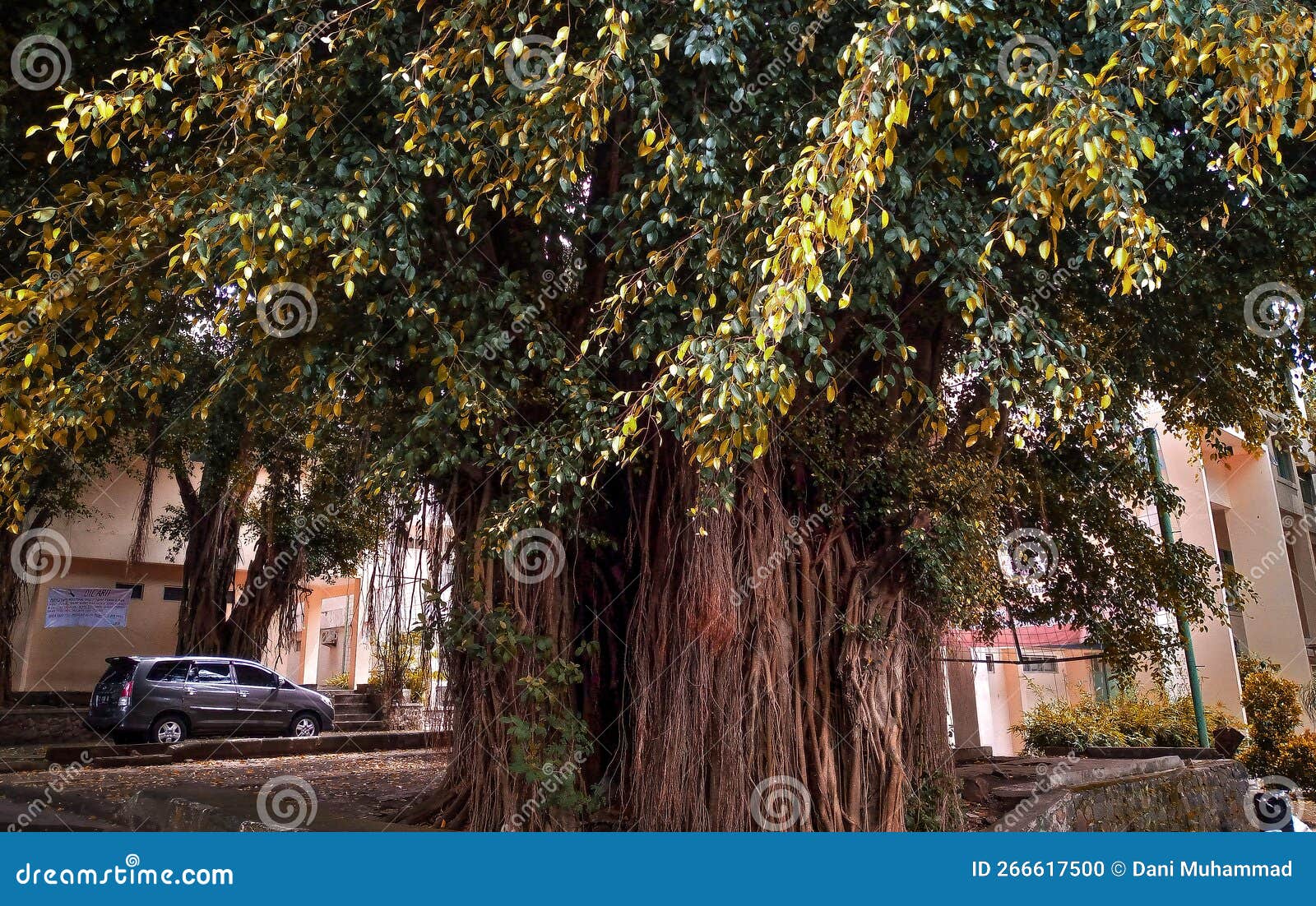 Banyan Tree from University Stock Photo - Image of tree, deciduous ...