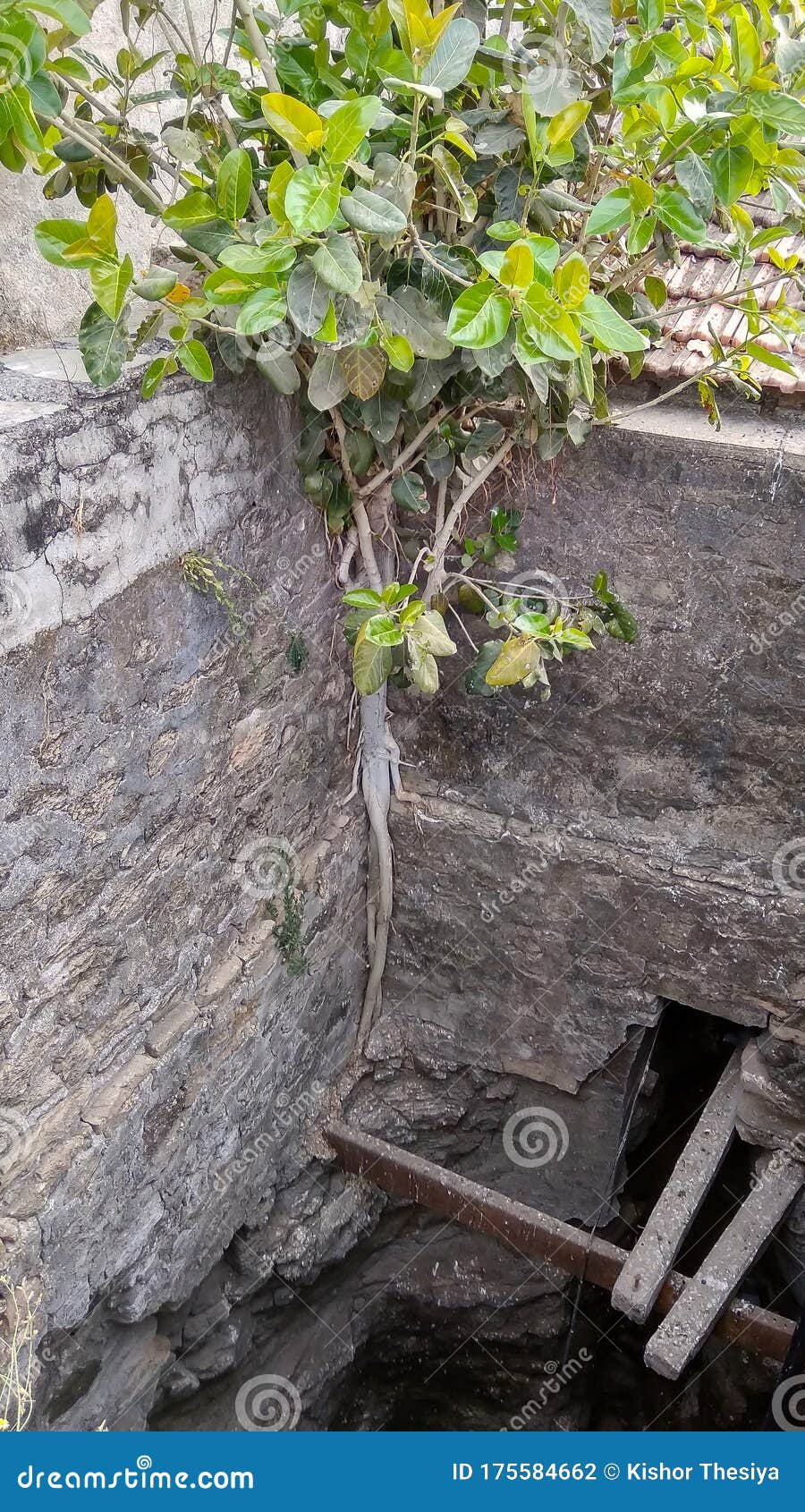 Banyan tree in the well stock photo. Image of treeinwell - 175584662