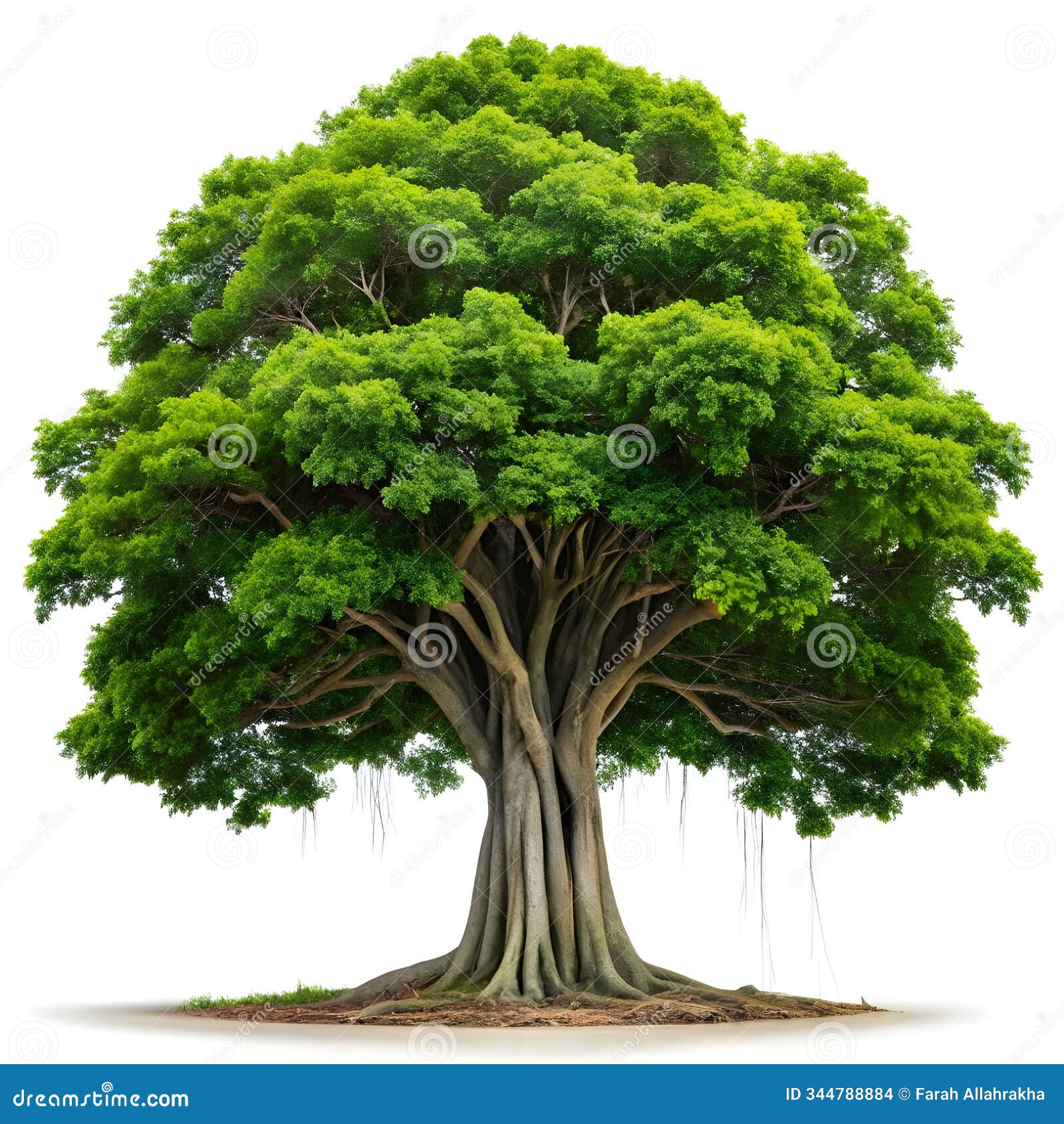 The Banyan Tree is a Large, Tropical Tree Known for Its Aerial Roots ...