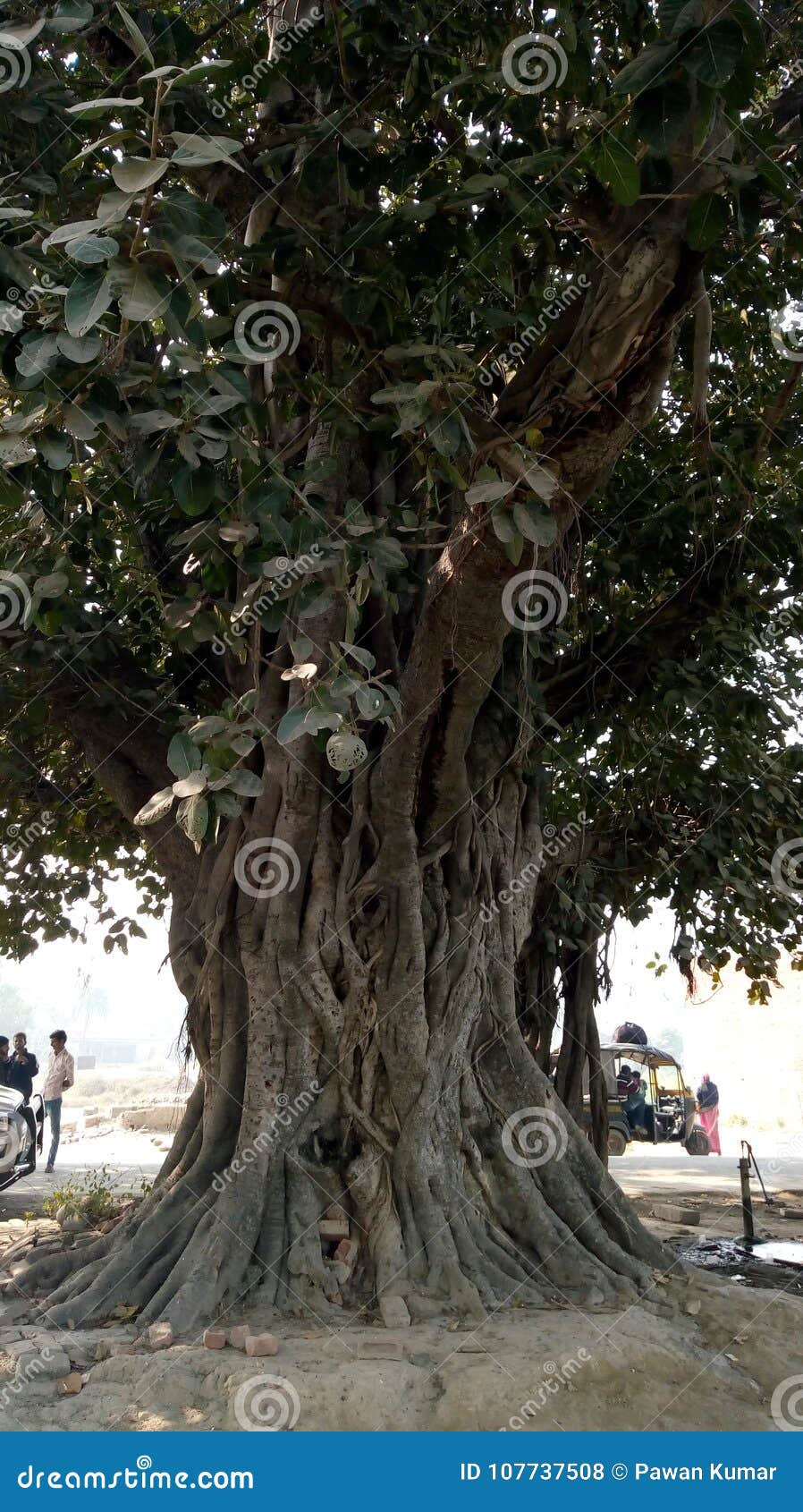 Banyan tree editorial stock photo. Image of banyan, life - 107737508