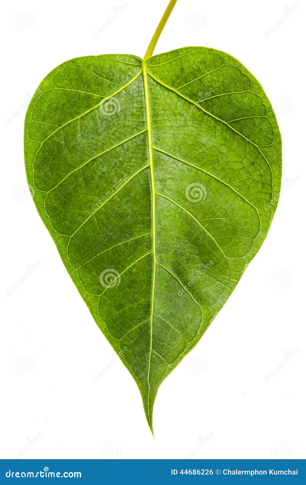 Banyan Tree Young Leaf, Ficus Religiosa Plant Stock Photo - Image of ...