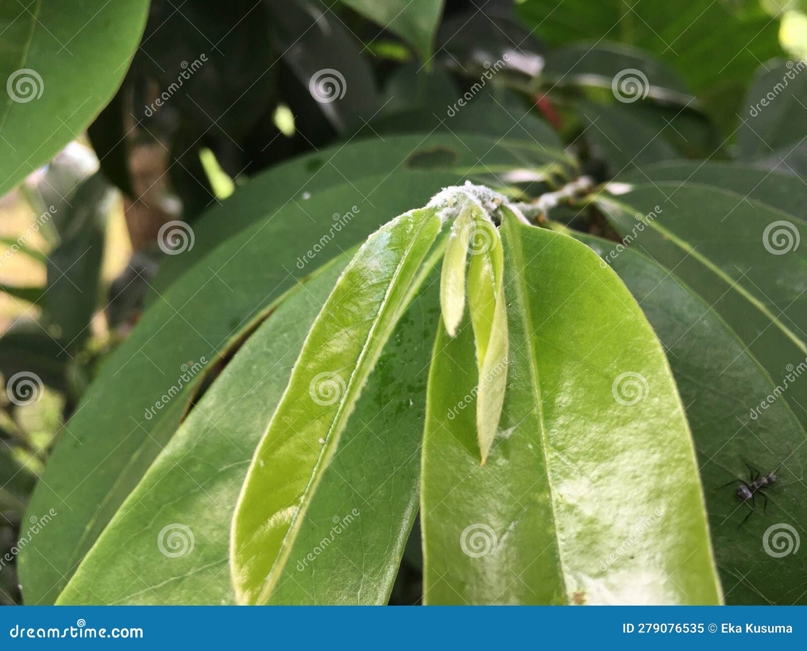 Banyan tree stock image. Image of plant, macrophotography - 279076535
