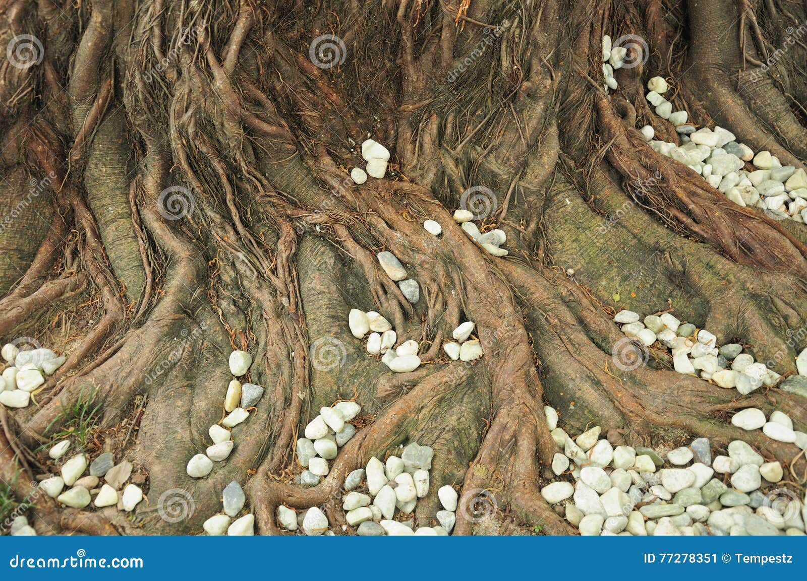 Banyan Trees in China stock image. Image of system, banyan - 77278351