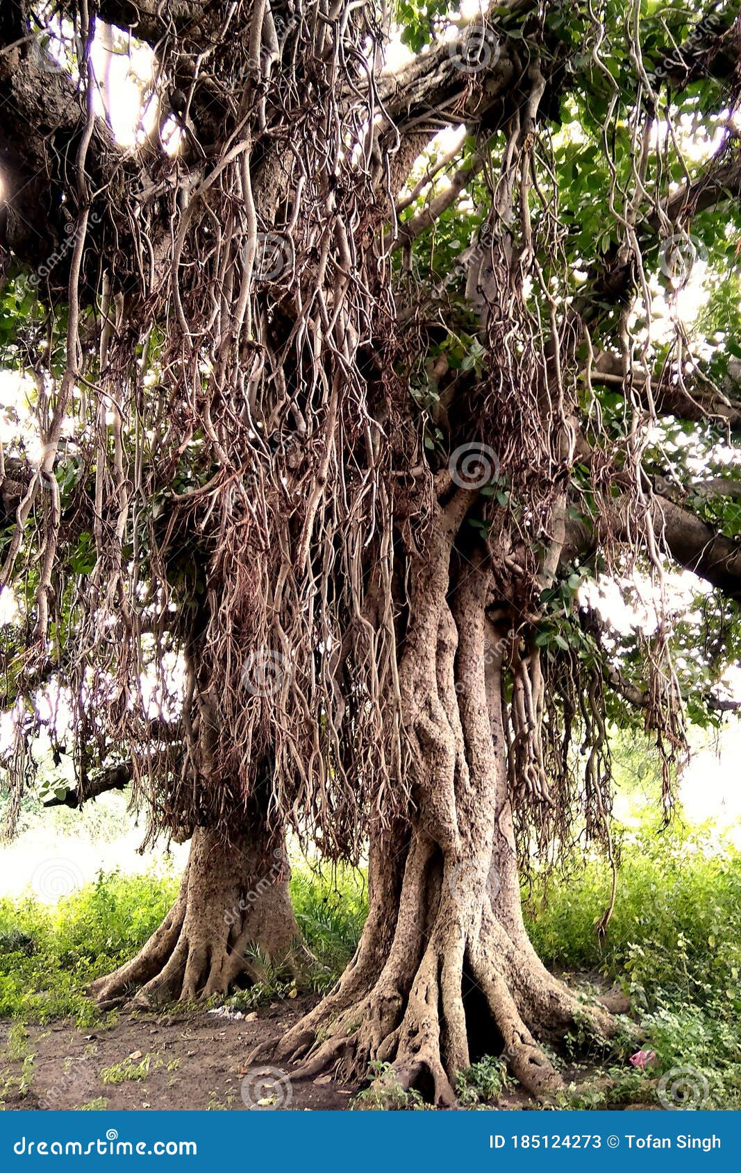 Banyan Tree Hanging Roots