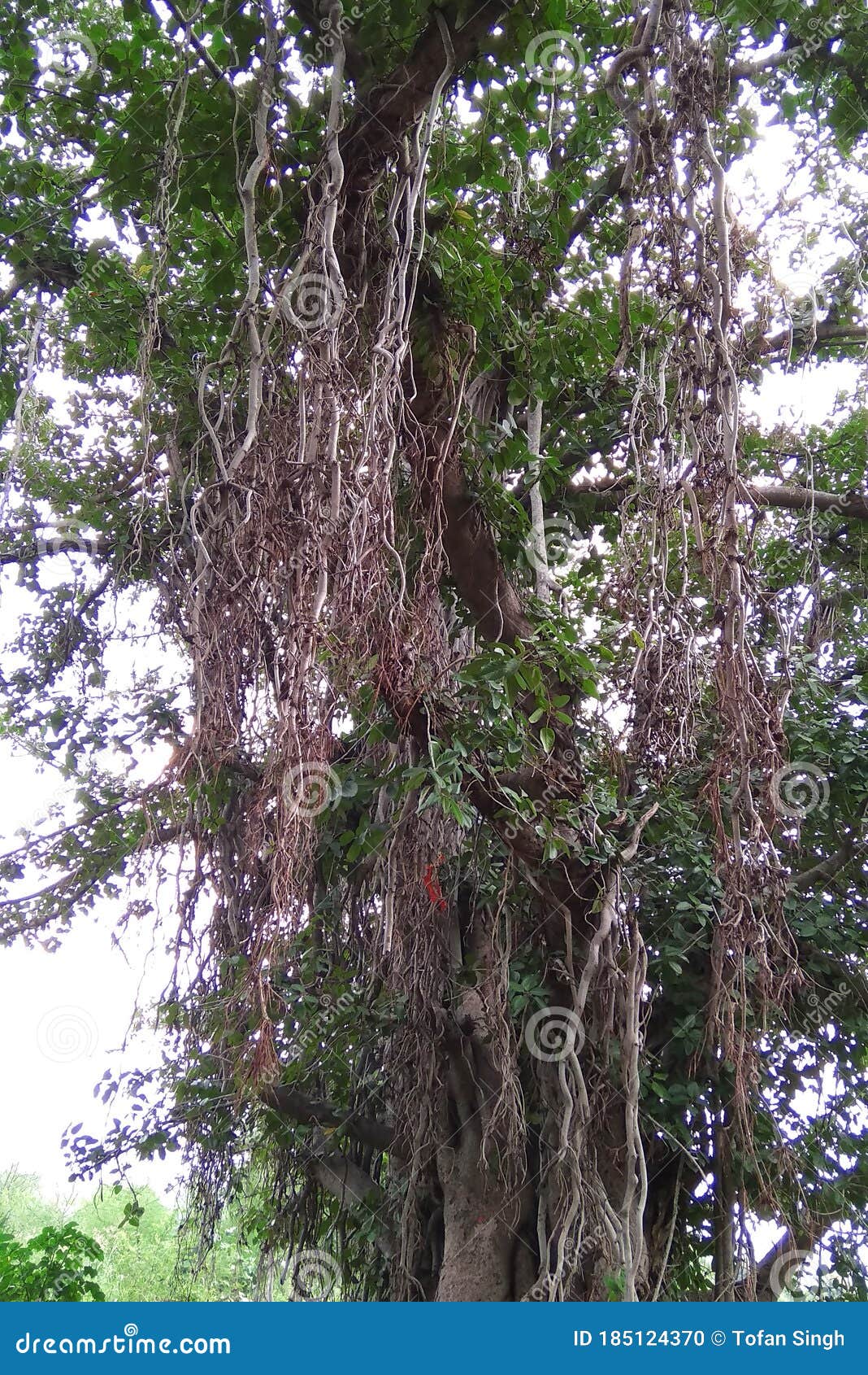 Banyan Trees and Hanging Roots, Beautiful Sight of Nature Stock Photo ...