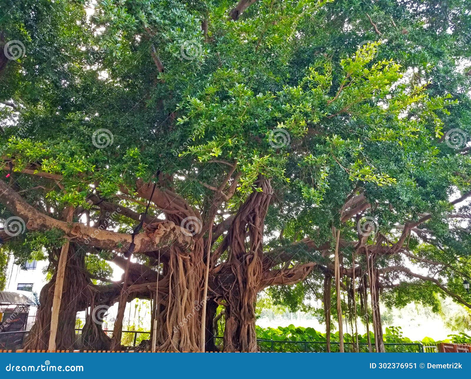 Banyan Trees of Hong Kong -08 Stock Image - Image of shade, stolon ...