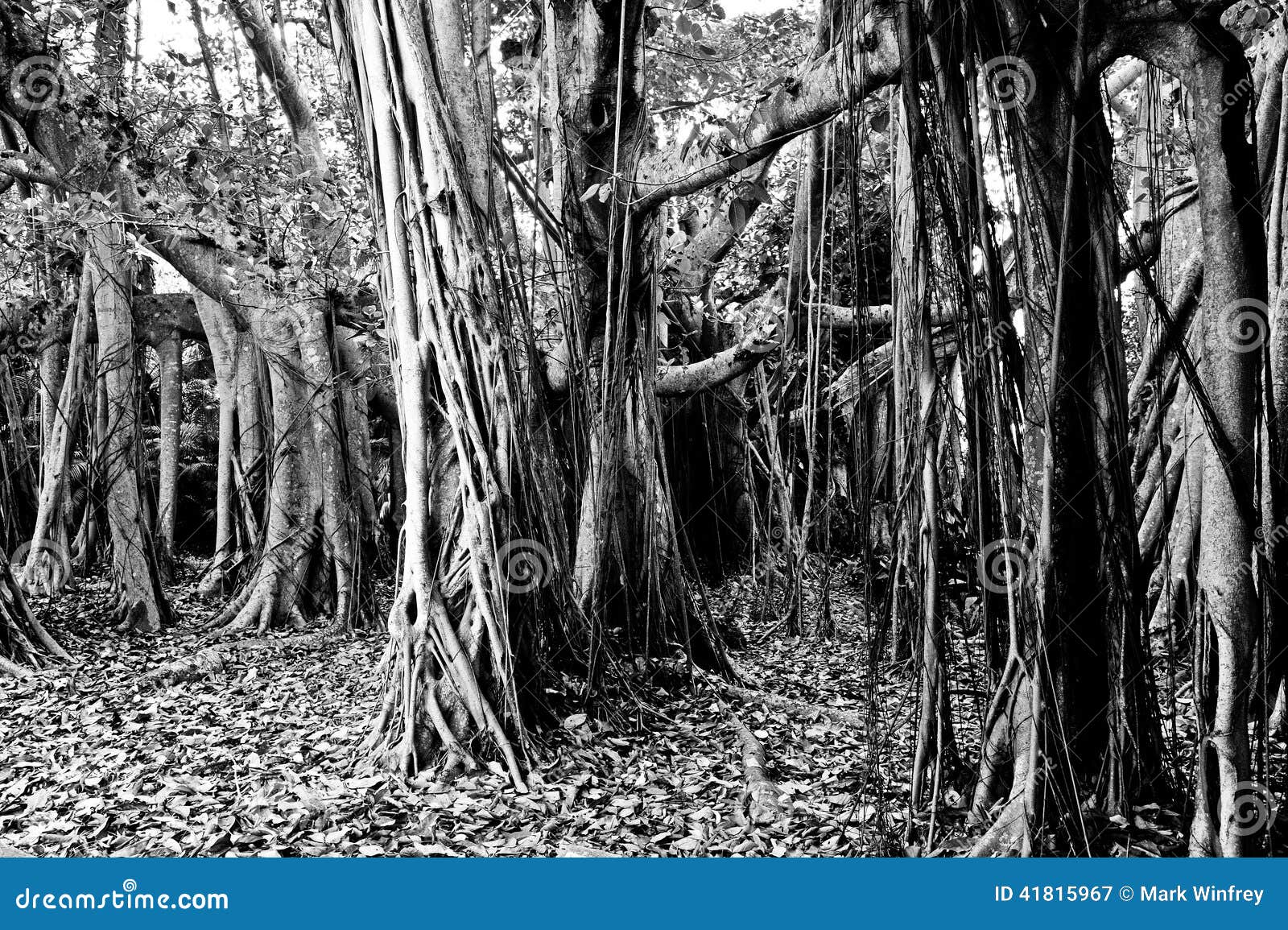 Ficus Citrifolia Tree, Also Known As The Shortleaf Fig Stock Photo ...