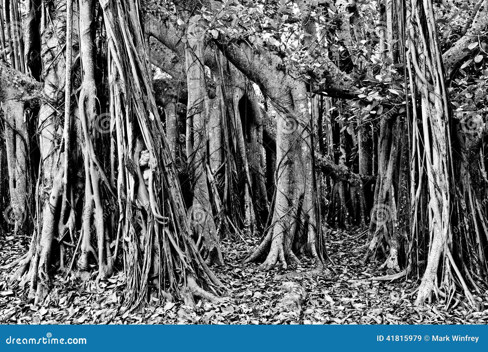 Ficus Citrifolia Tree, Also Known As The Shortleaf Fig Stock Photo ...