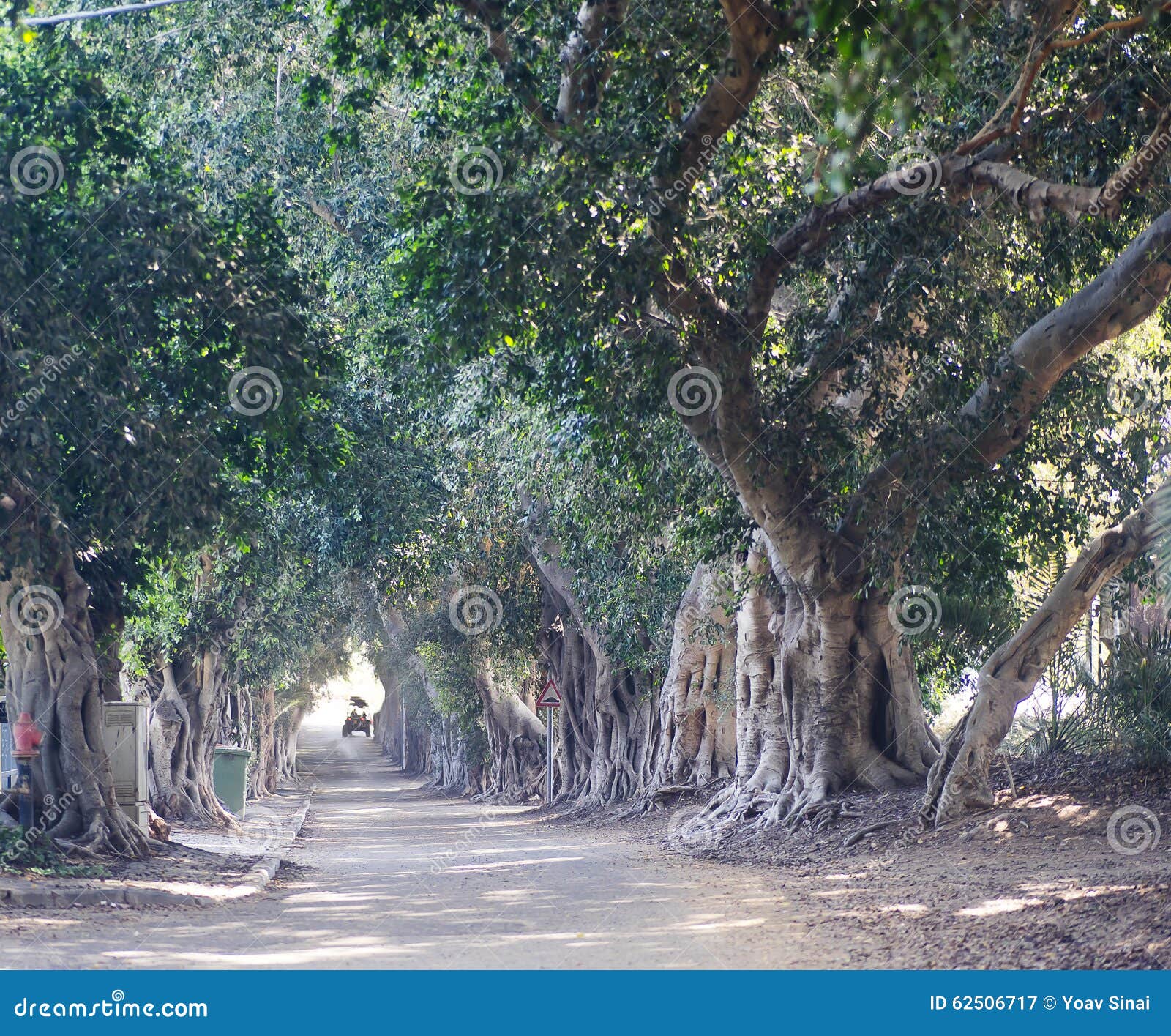 Banyan trees stock image. Image of asia, high, road, green - 62506717