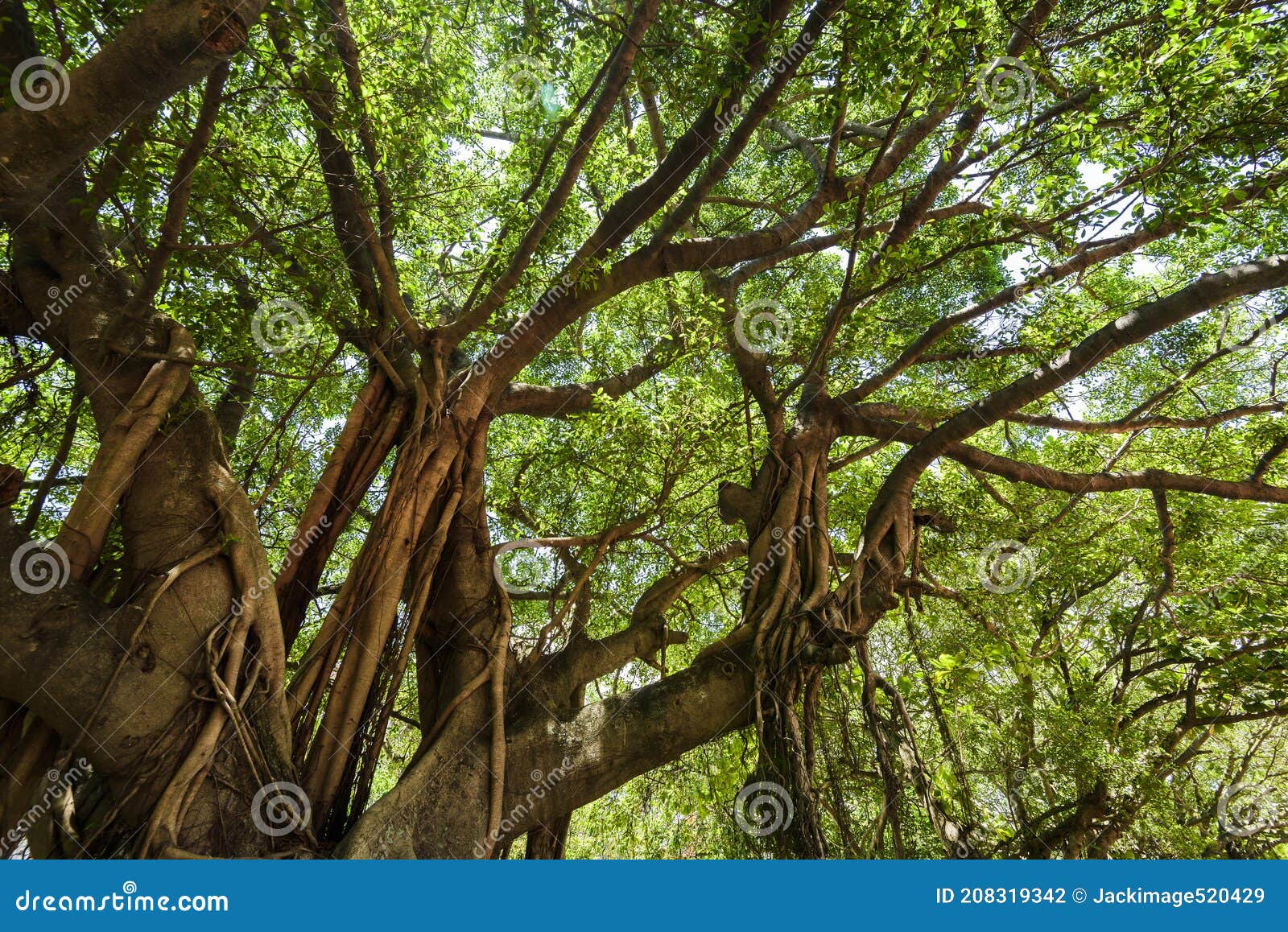 Banyan trees in the park stock photo. Image of branches - 208319342