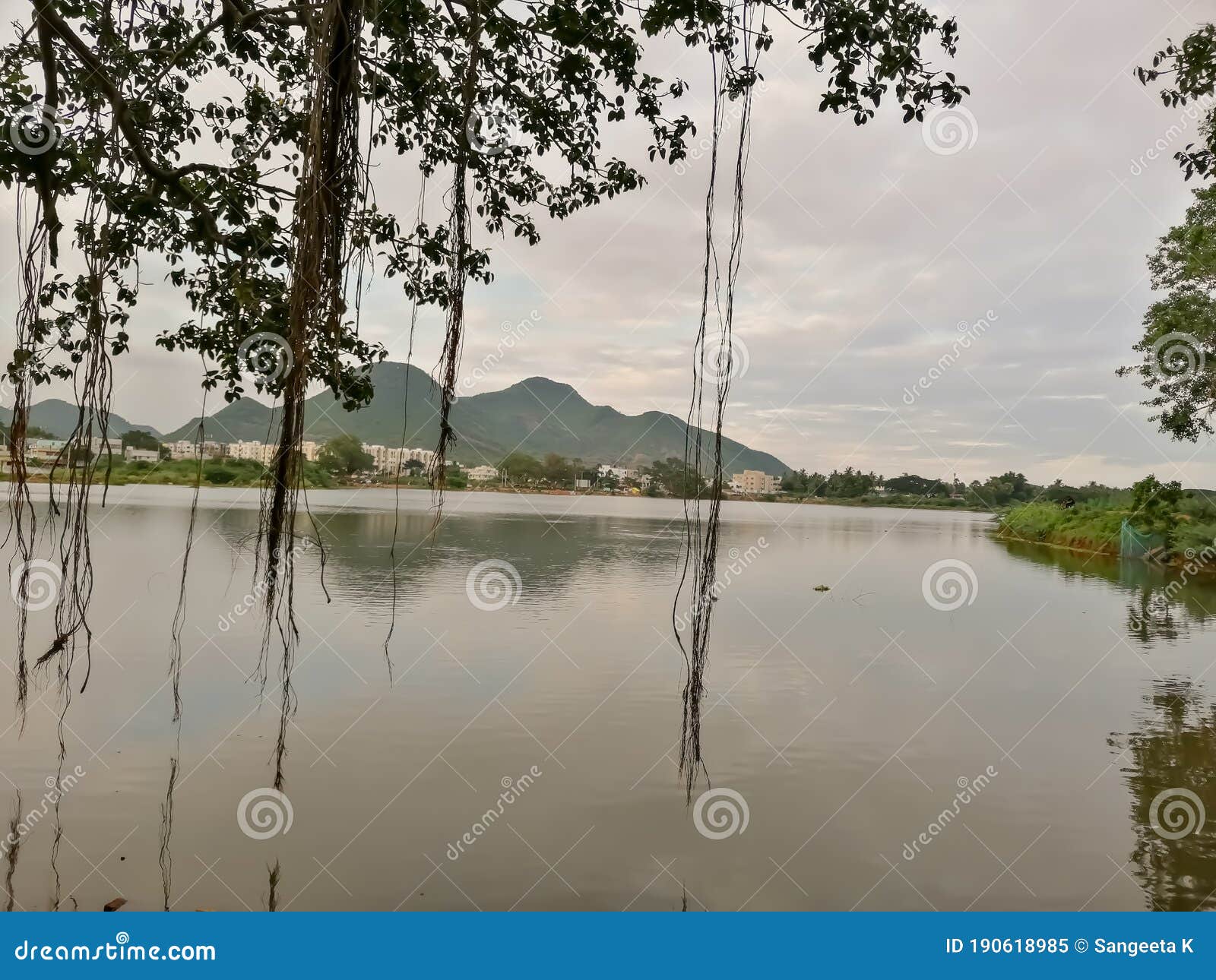 A Banyan Trees Roots Over the Pond in the Evening Stock Image - Image ...