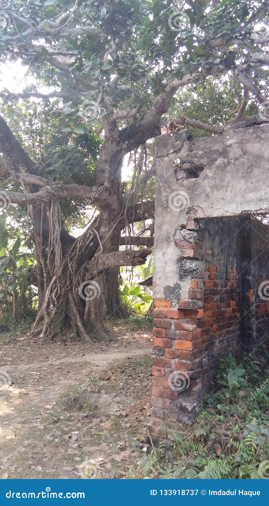 Banyian Tree stock image. Image of banyian, tree, history - 133918737