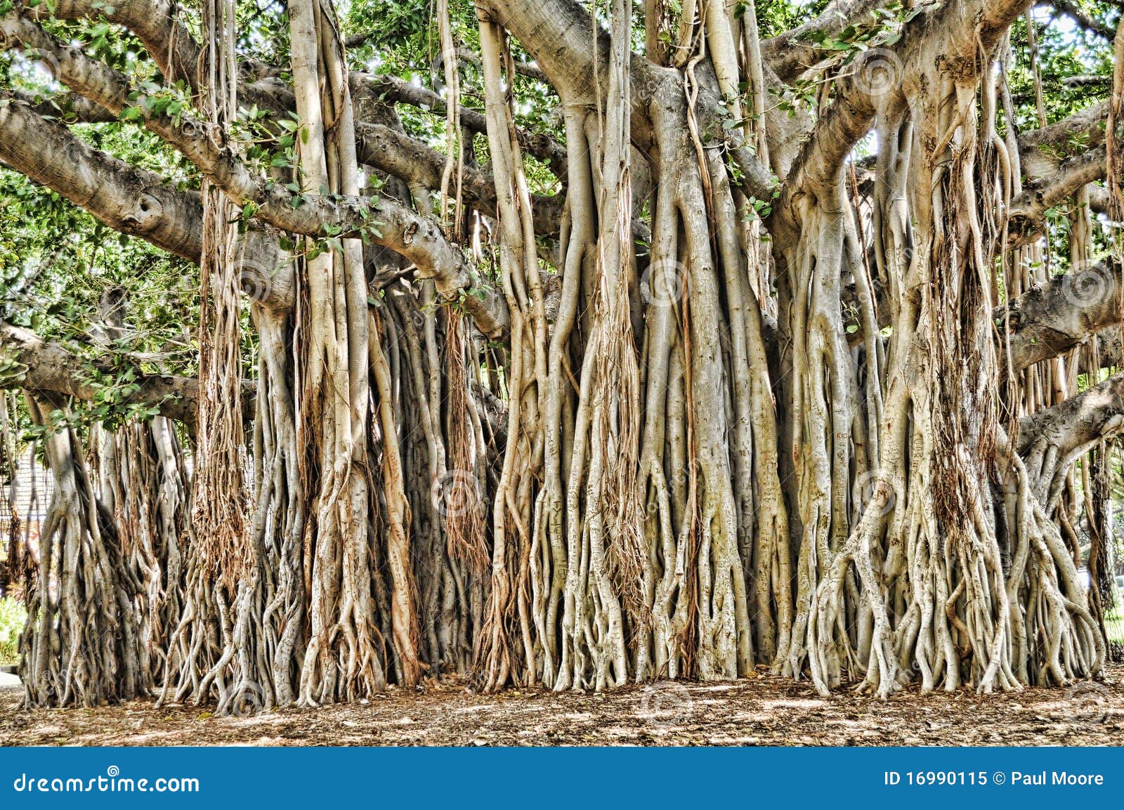 Banyon Tree stock image. Image of green, bloom, grass - 16990115