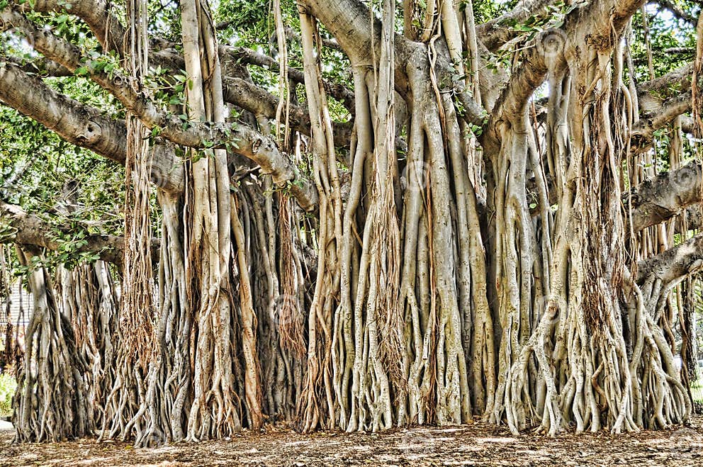 Banyon Tree stock image. Image of green, bloom, grass - 16990115