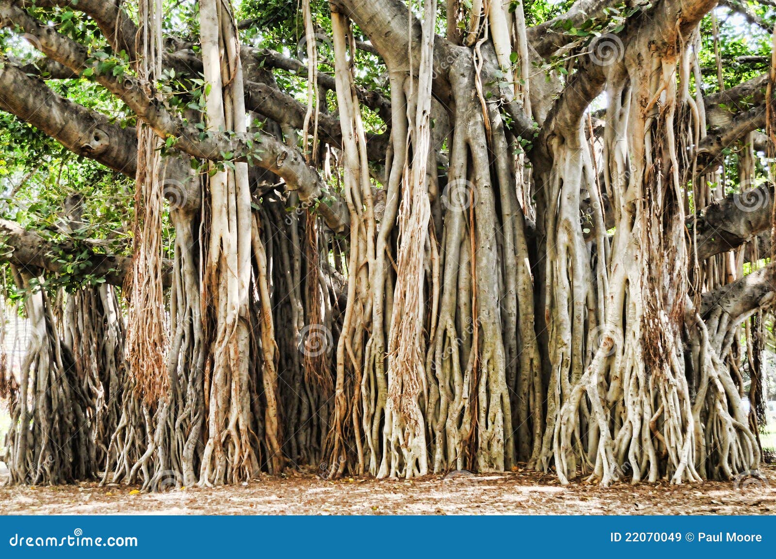 Banyon Tree stock image. Image of south, gardens, lawn - 22070049