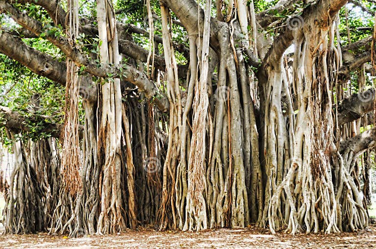 Banyon Tree stock image. Image of south, gardens, lawn - 22070049