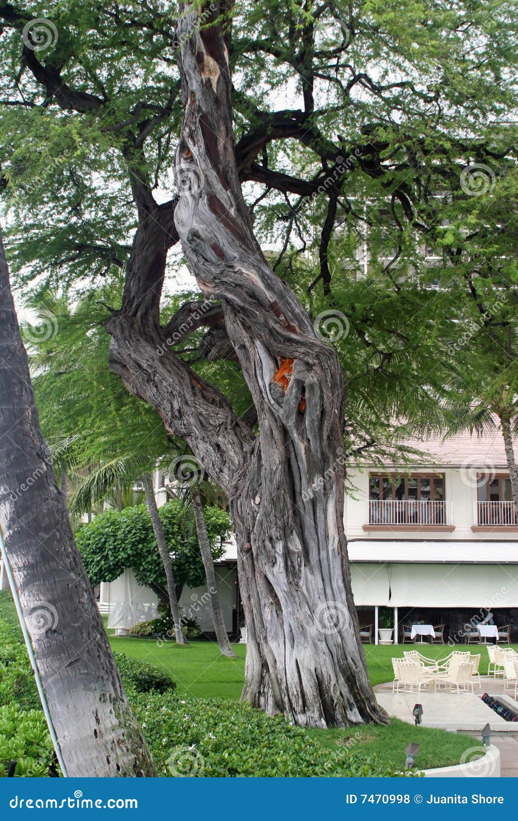 Banyon tree stock photo. Image of wakiki, nature, banyon - 7470998