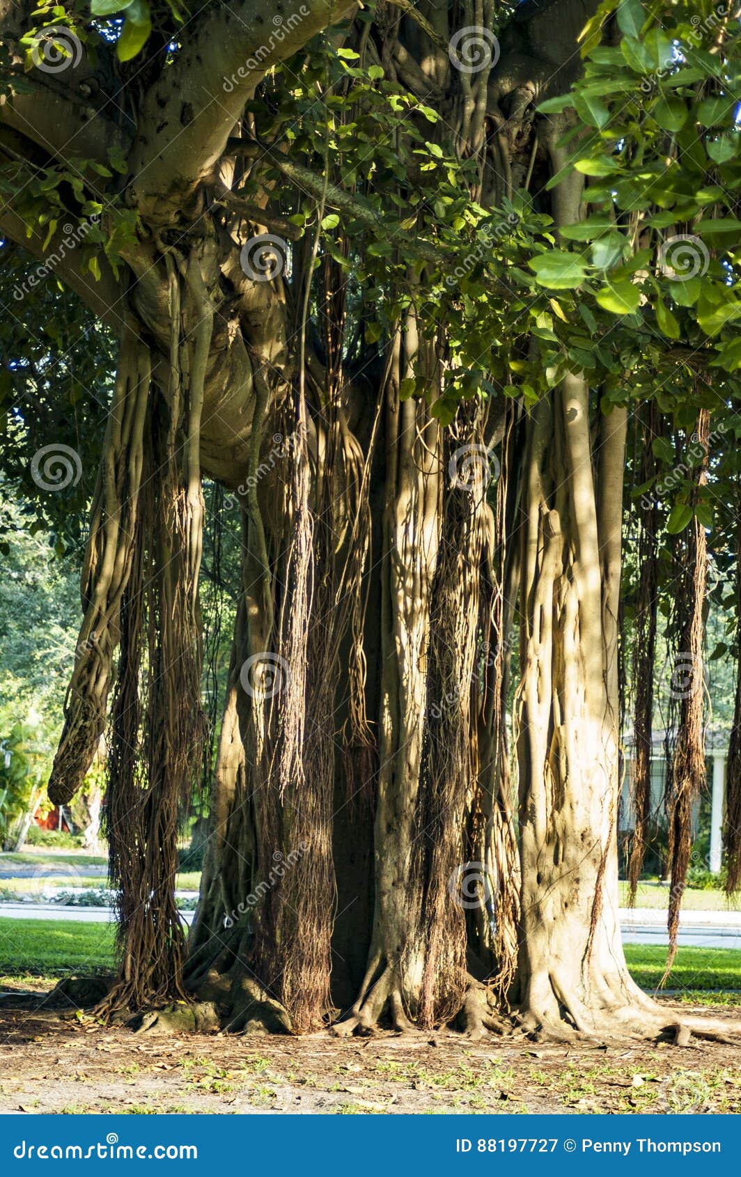 Banyon tree stock image. Image of branches, tree, unusual - 88197727