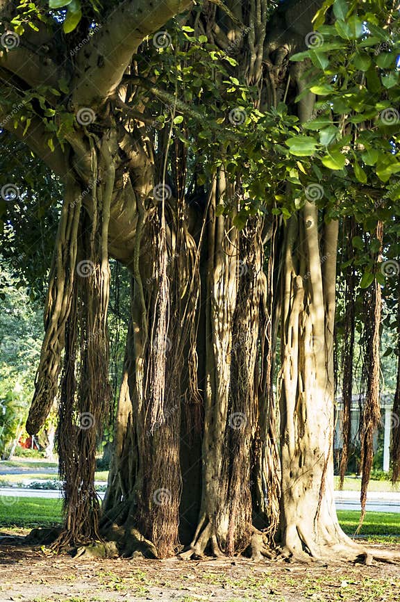 Banyon tree stock image. Image of branches, tree, unusual - 88197727