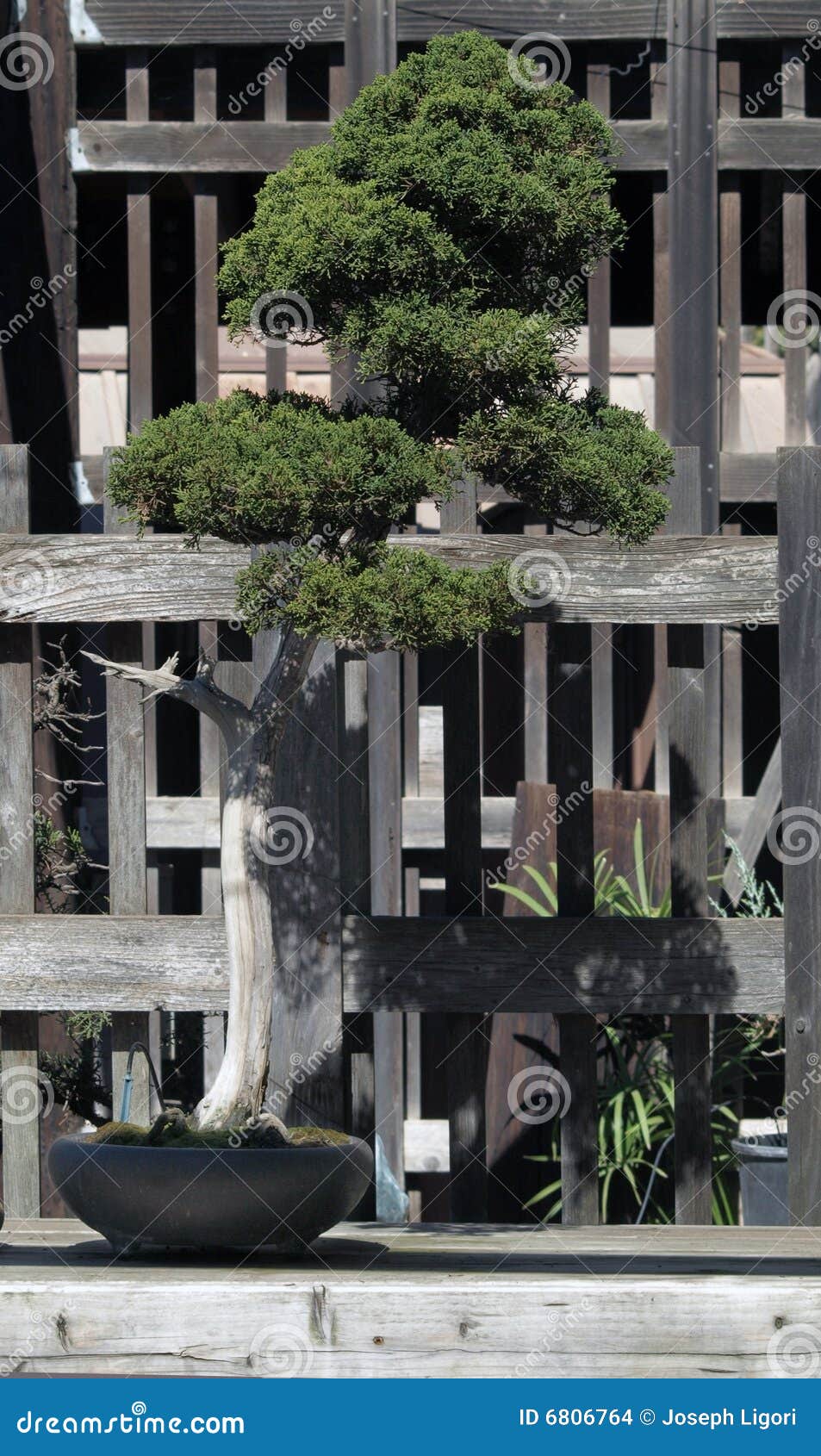 Banzai Tree stock photo. Image of pattern, green, natural - 6806764
