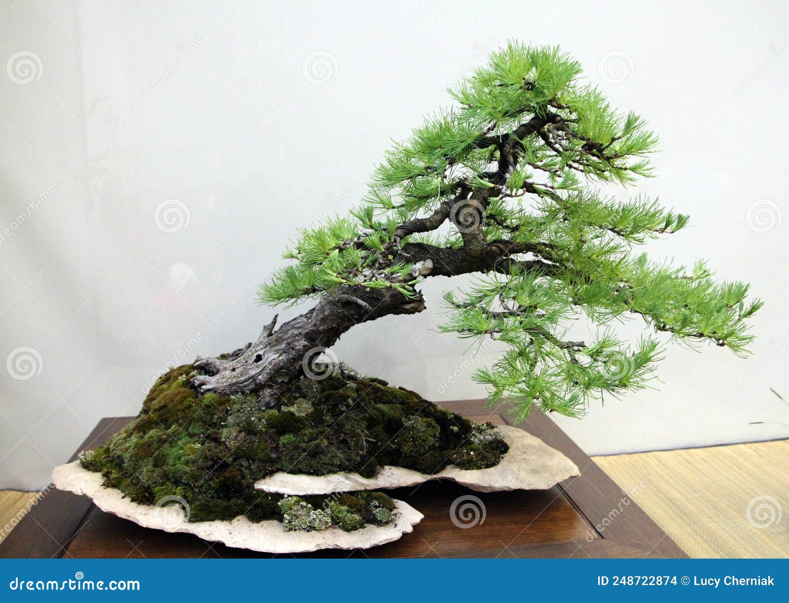 Banzai Tree stock photo. Image of banzai, leaves, tree - 248722874