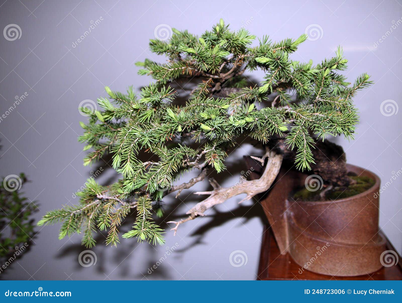 Banzai Tree stock photo. Image of color, table, leaves - 248723006