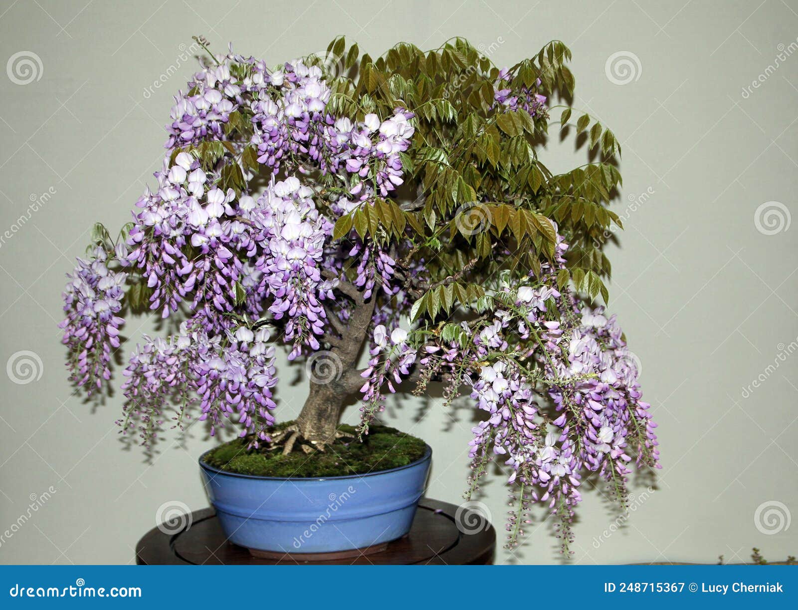 Banzai Tree stock image. Image of blossom, bloom, flower - 248715367