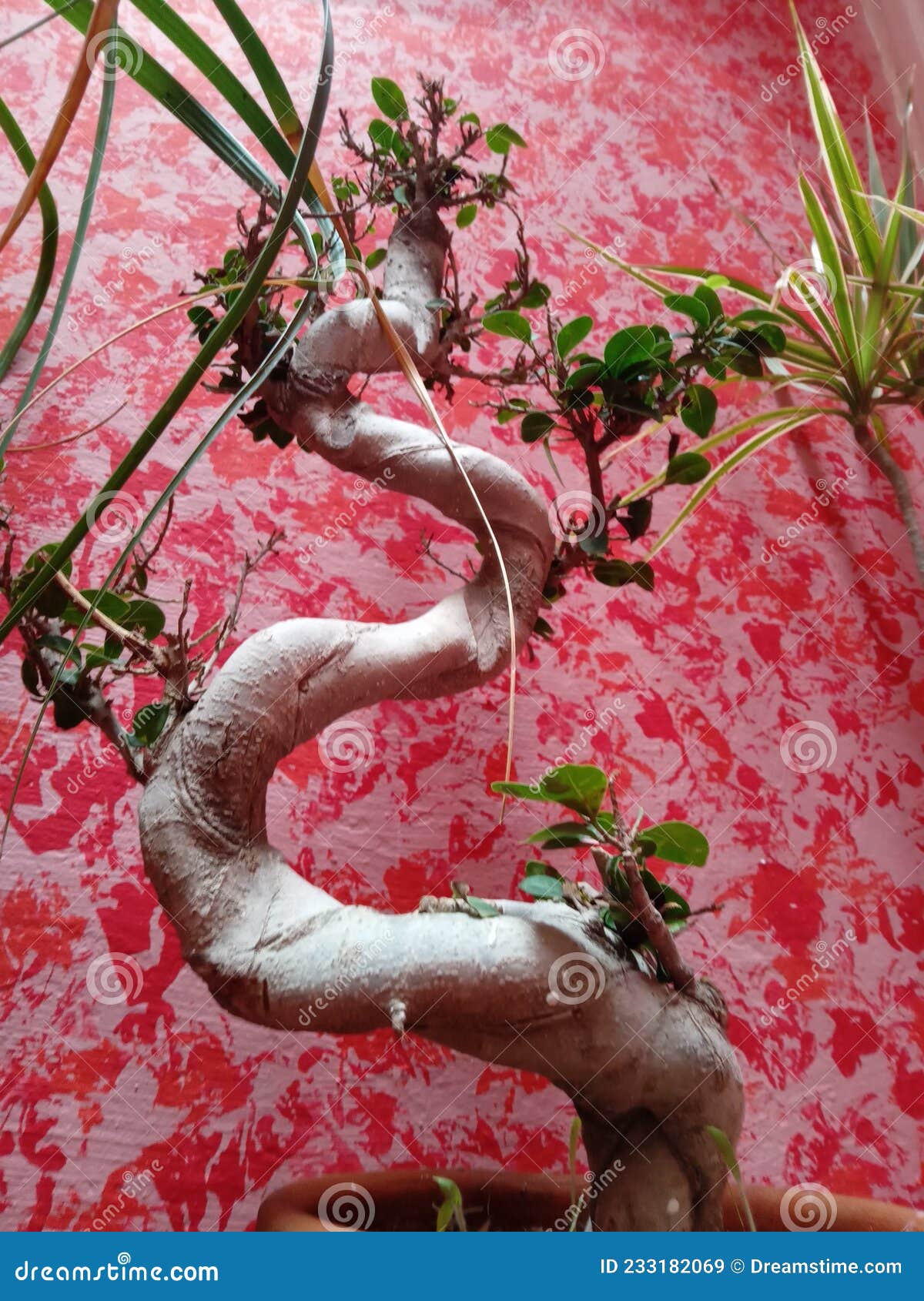 Banzai tree house plant stock image. Image of house - 233182069