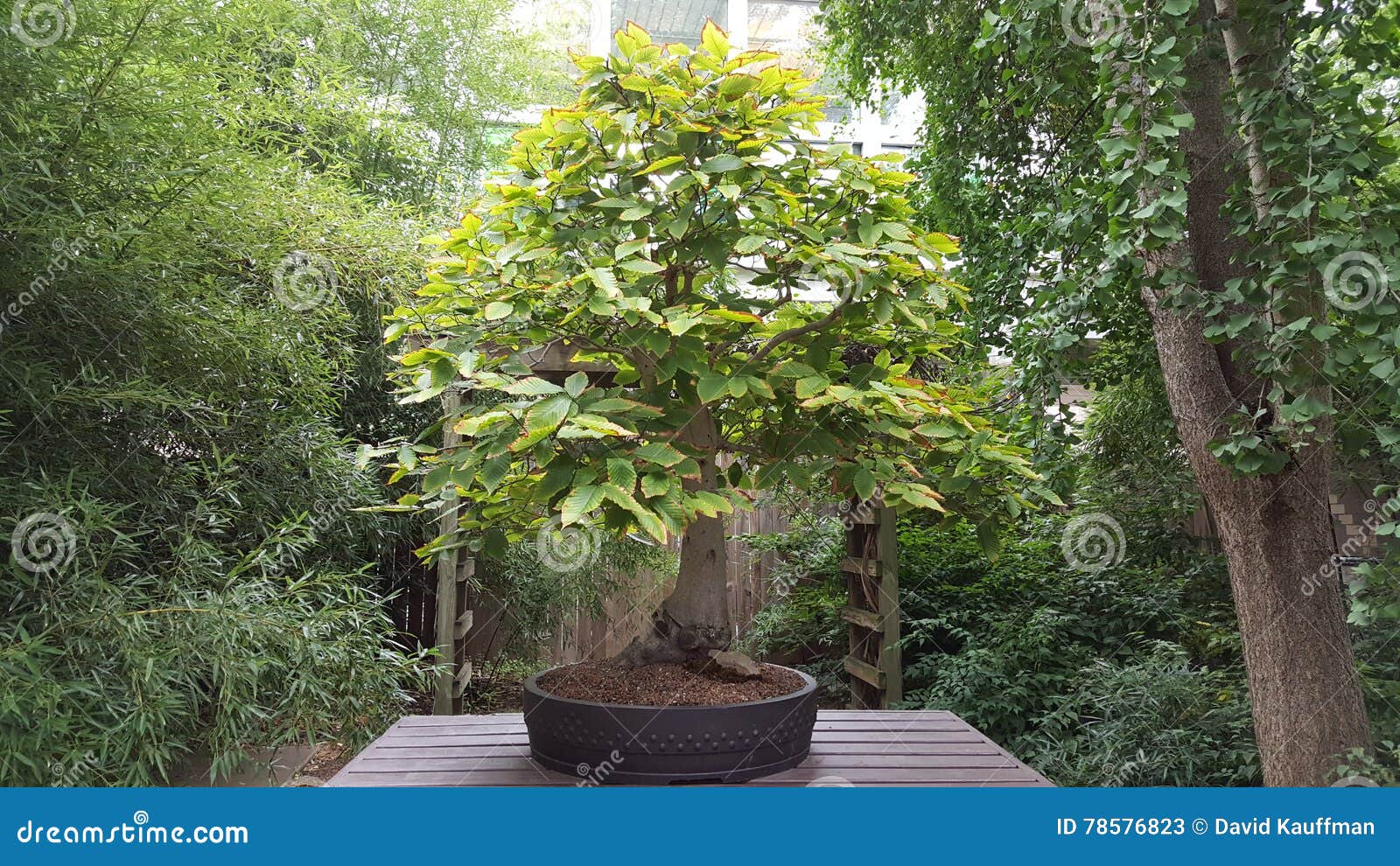 Banzai tree editorial stock photo. Image of evergreen - 78576823