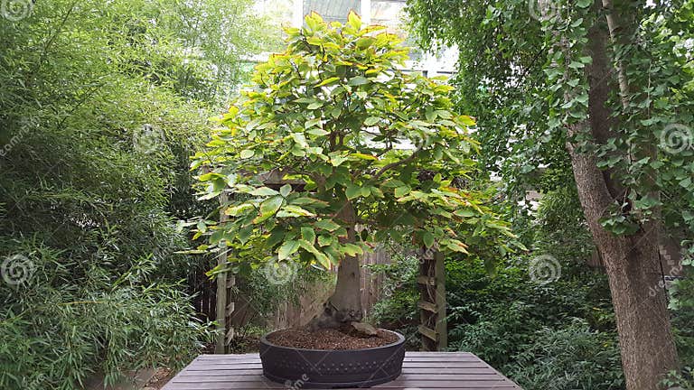 Banzai tree editorial stock photo. Image of evergreen - 78576823