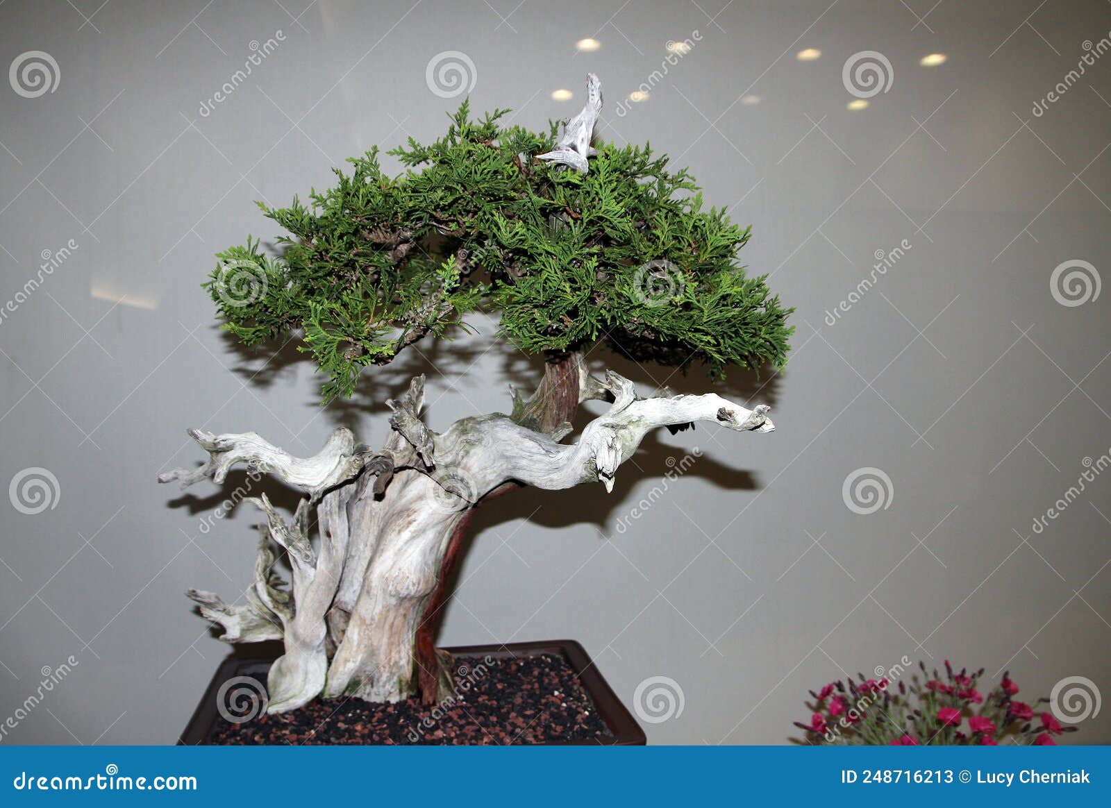 Banzai Tree stock image. Image of branch, table, background - 248716213