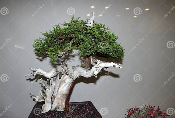 Banzai Tree stock image. Image of branch, table, background - 248716213