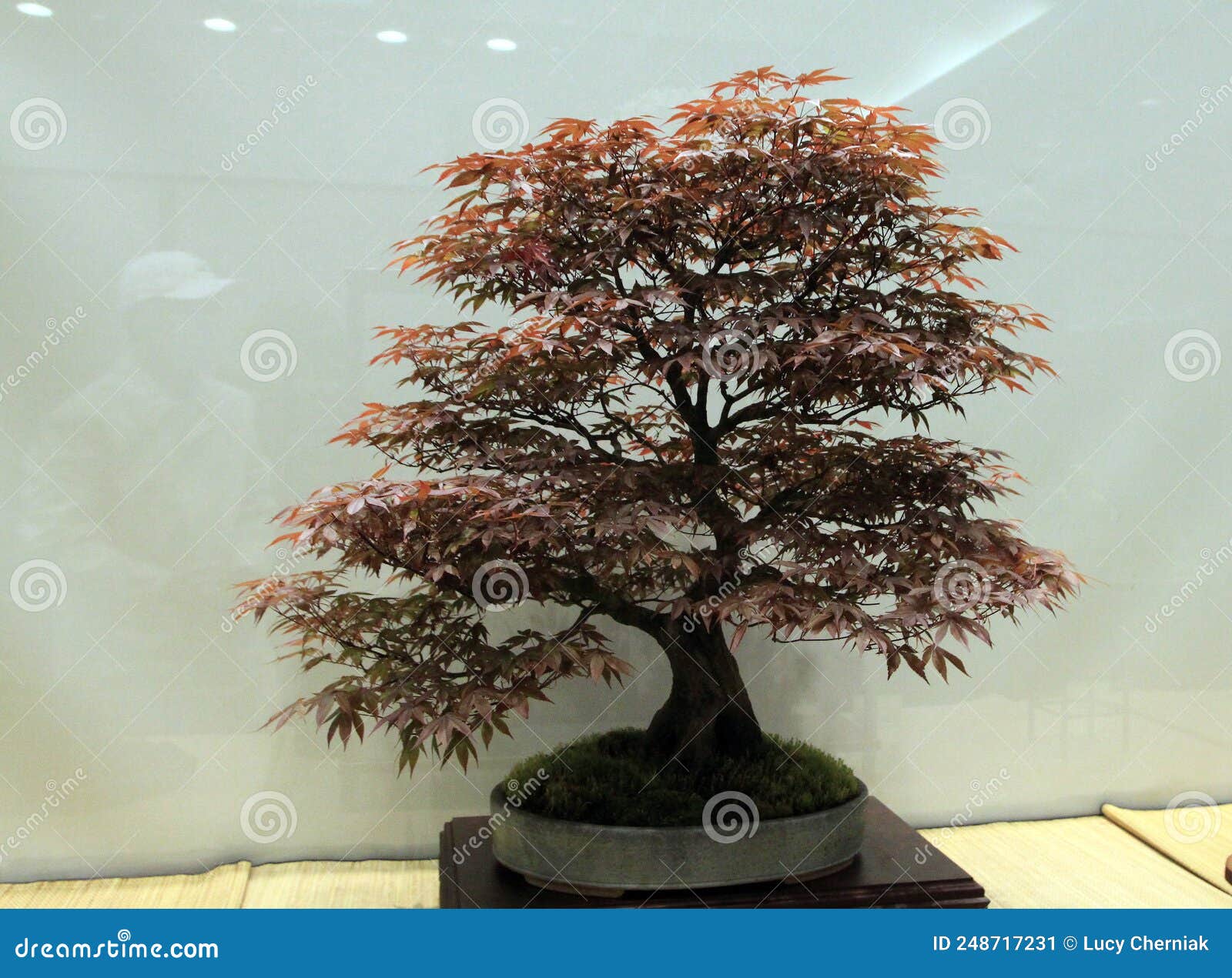 Banzai Tree stock image. Image of background, leaves - 248717231
