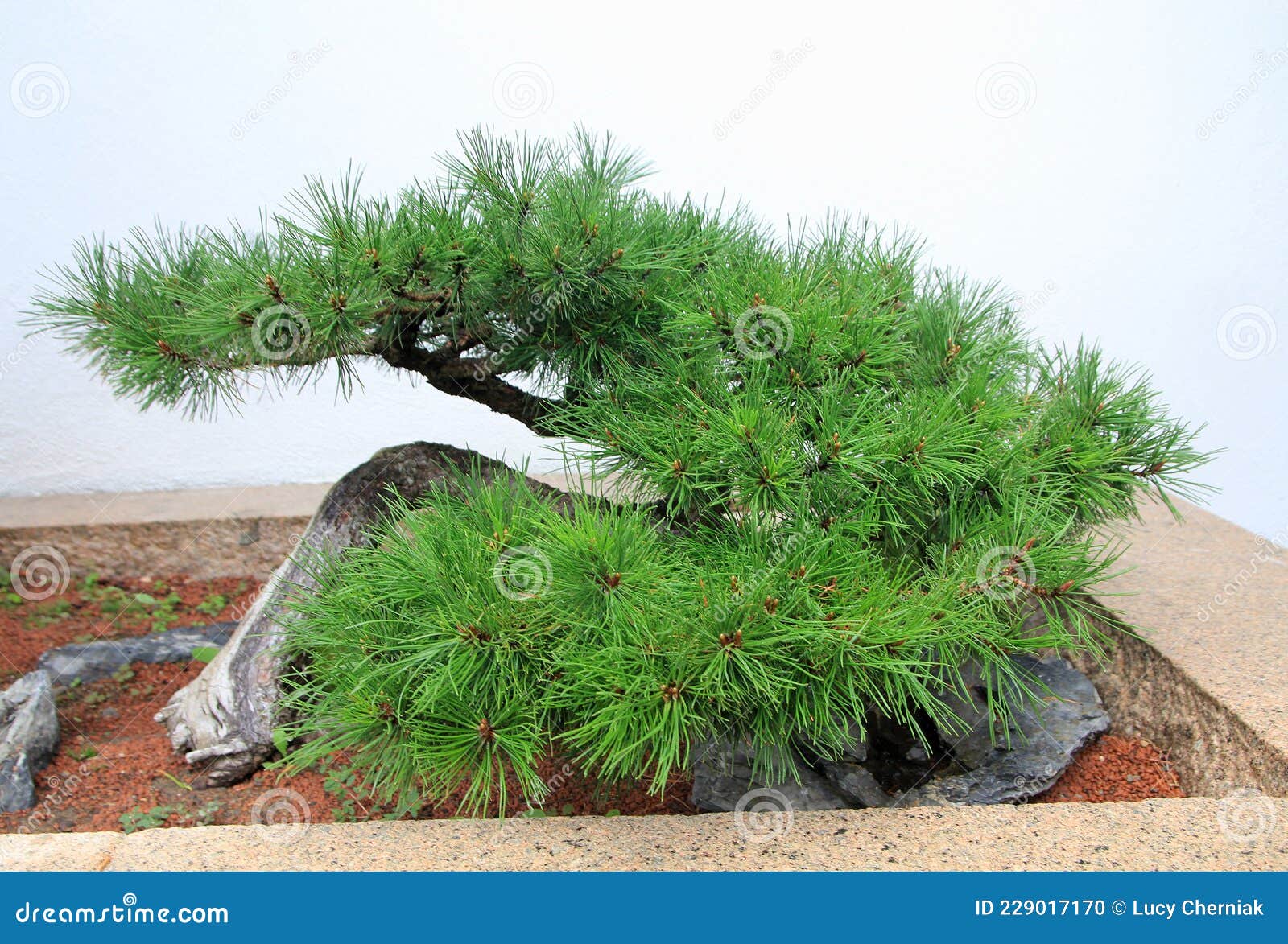 Banzai Tree stock photo. Image of tree, decorative, green - 229017170