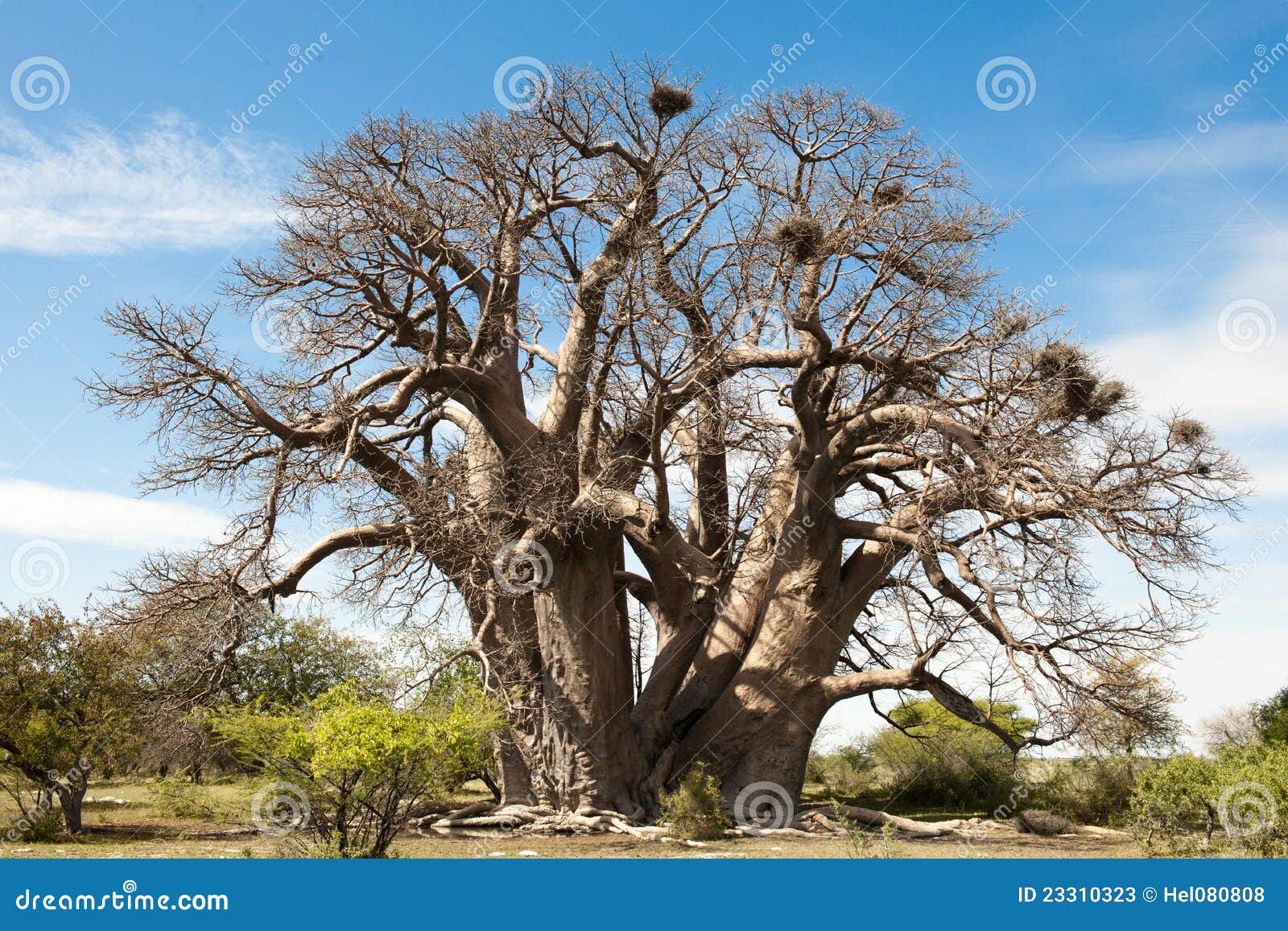 What Is A Baobab Tree at Darcy Saville blog