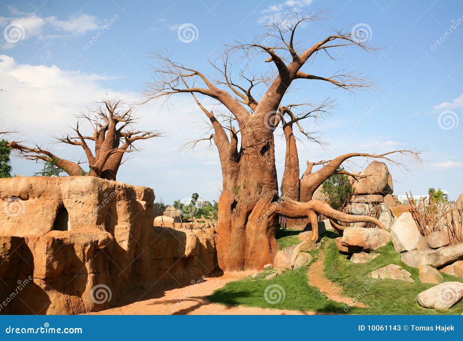 Baobab stock image. Image of saharan, africa, tree, bioparc - 10061143