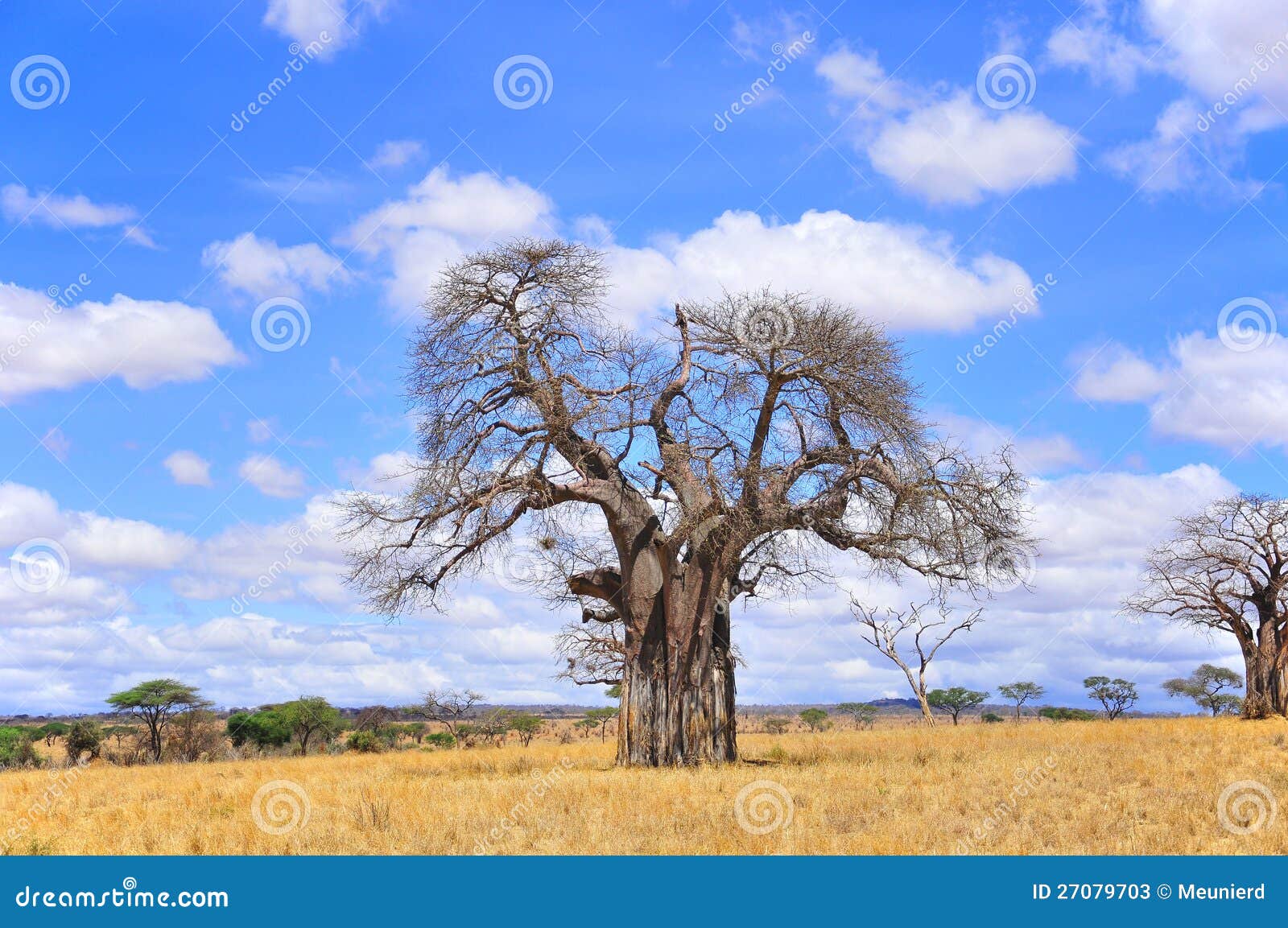 Baobab stock image. Image of boab, boabob, mkomazi, digitta - 27079703