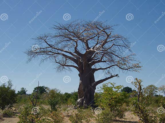 Baobab stock photo. Image of bare, park, tree, africa - 5859552