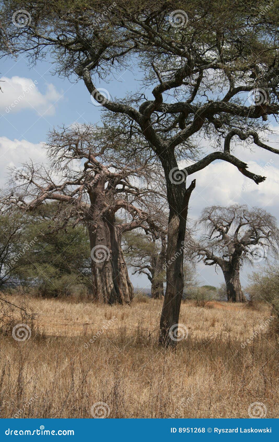 Baobab and acacia stock photo. Image of digitata, wood - 8951268