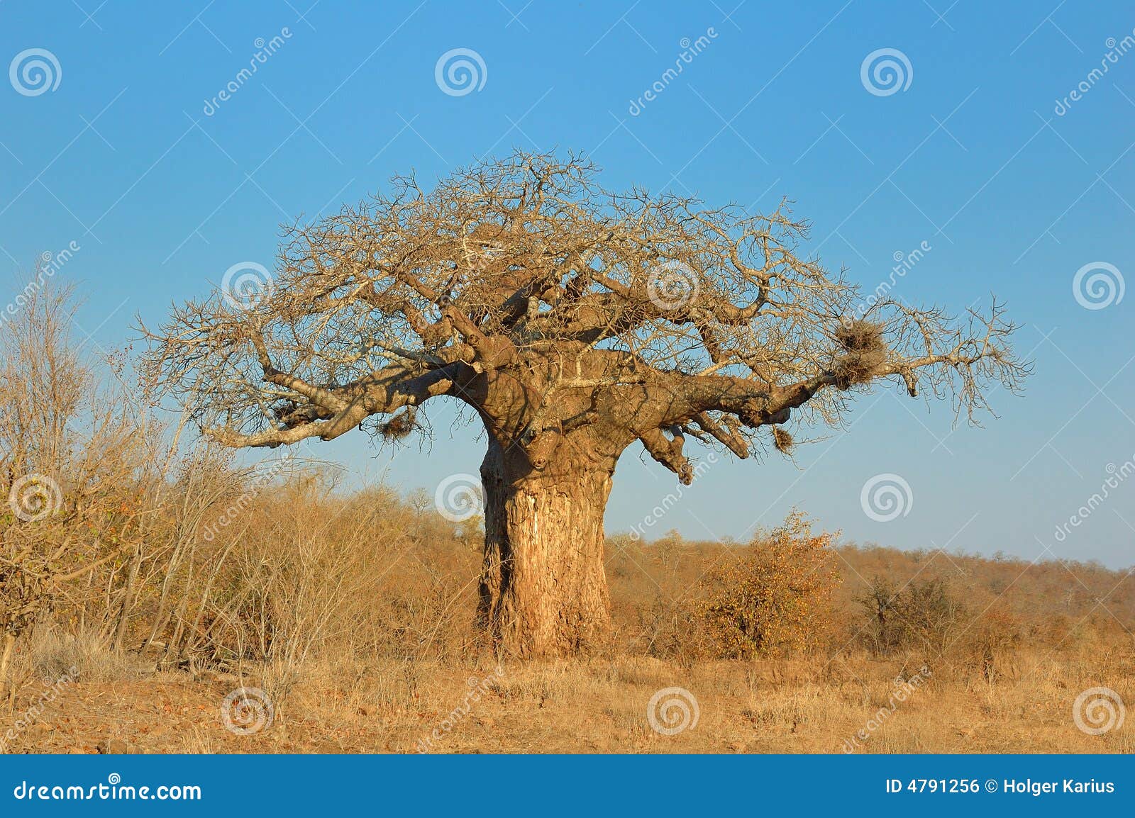 Baobab (Adansonia Digitata) Stock Photo - Image of tree, trunk: 4791256