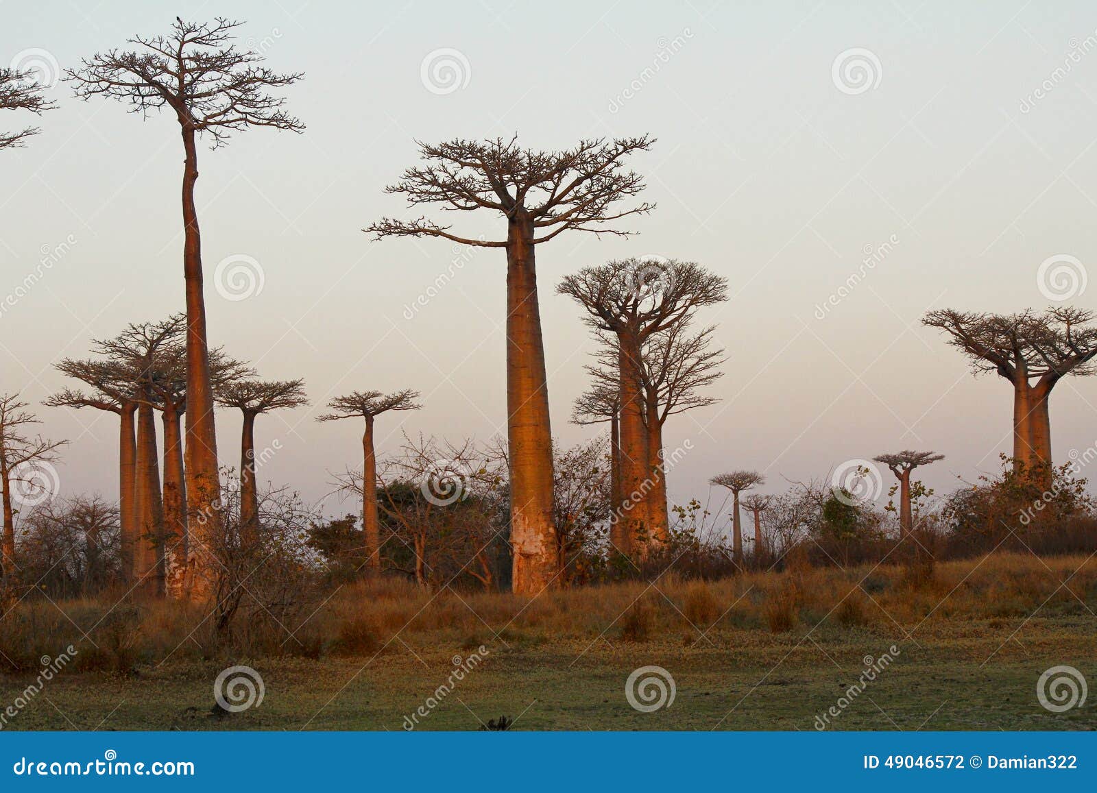 Baobab Alley at sunset stock photo. Image of large, group - 49046572