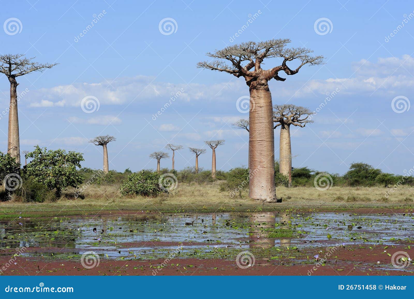 Baobab avenue, menabe stock photo. Image of vista, baobab - 26751458