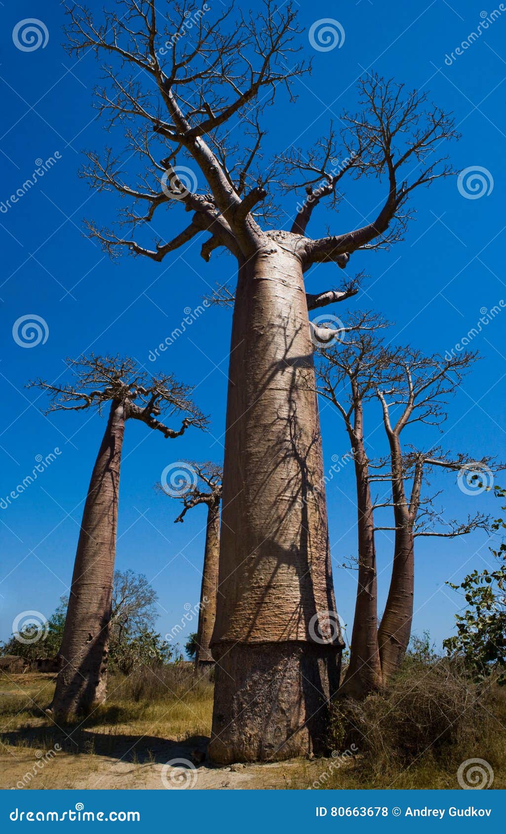 Baobab on Background Blue Sky. Madagascar Stock Photo - Image of ...