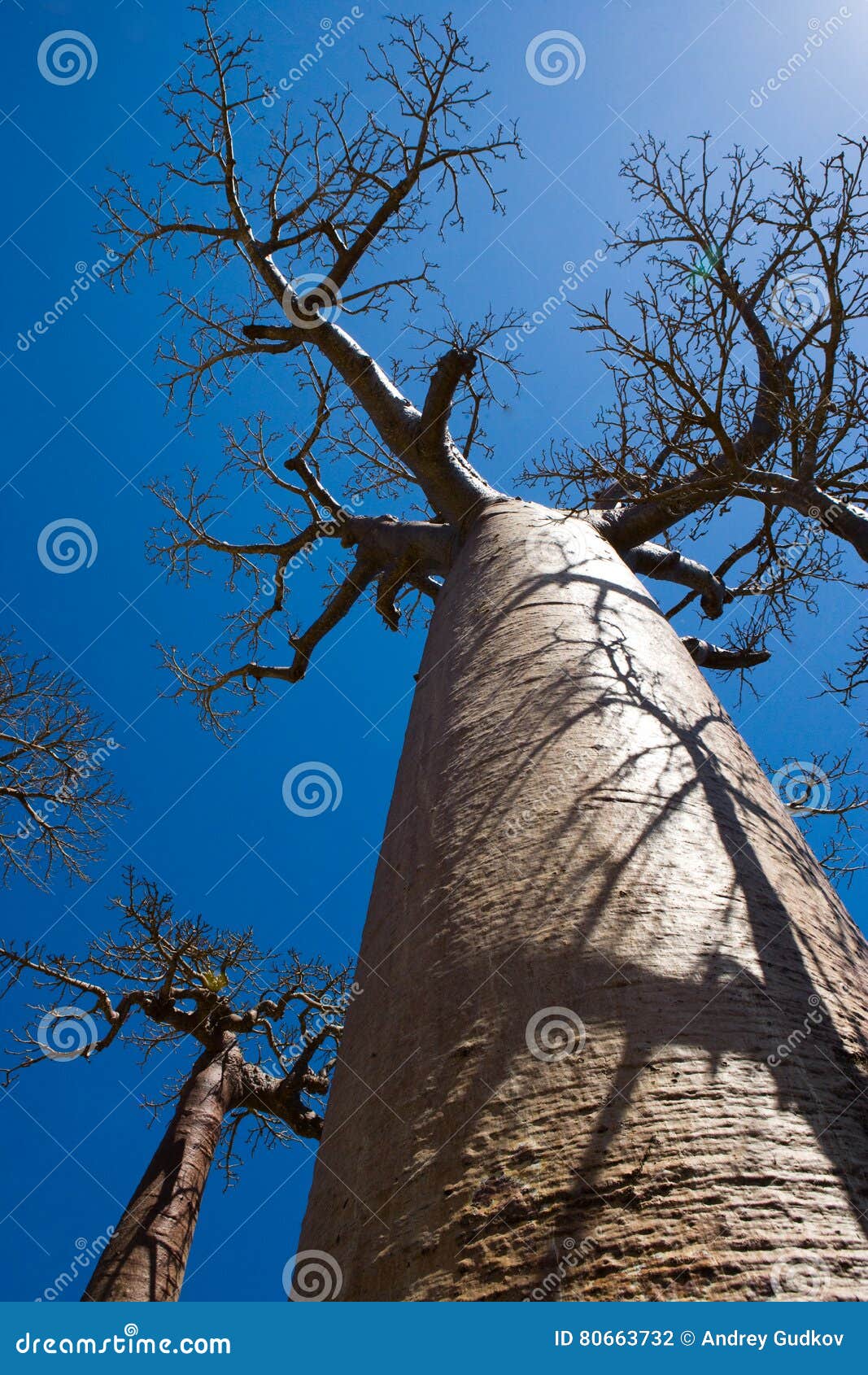 Baobab on Background Blue Sky. Madagascar Stock Photo - Image of baobab ...