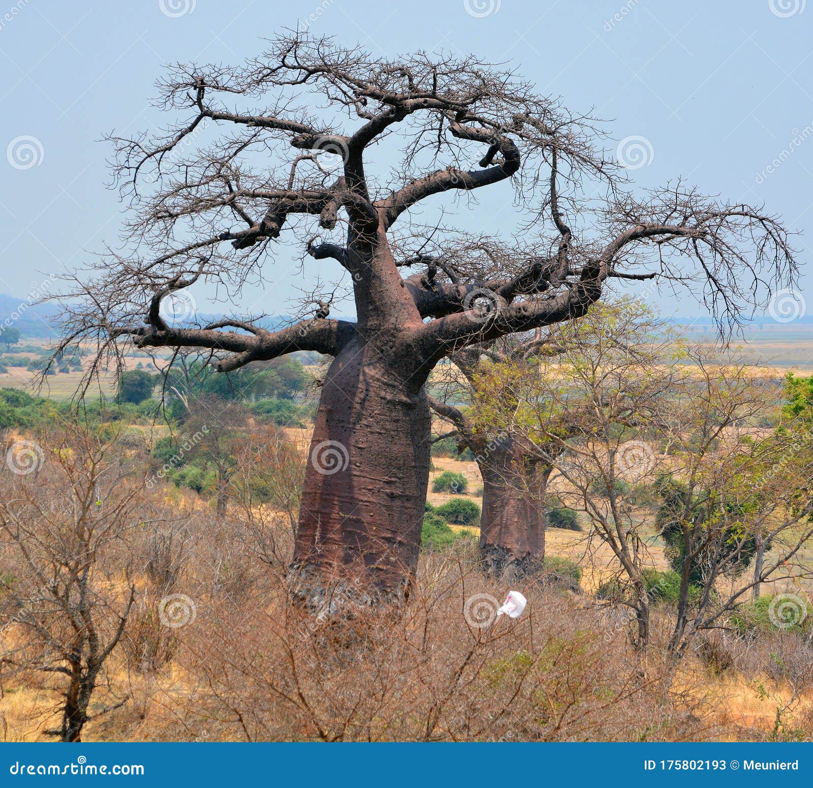 Baobab or Boab, Boaboa, Bottle Tree, Upside-down Tree Stock Image ...