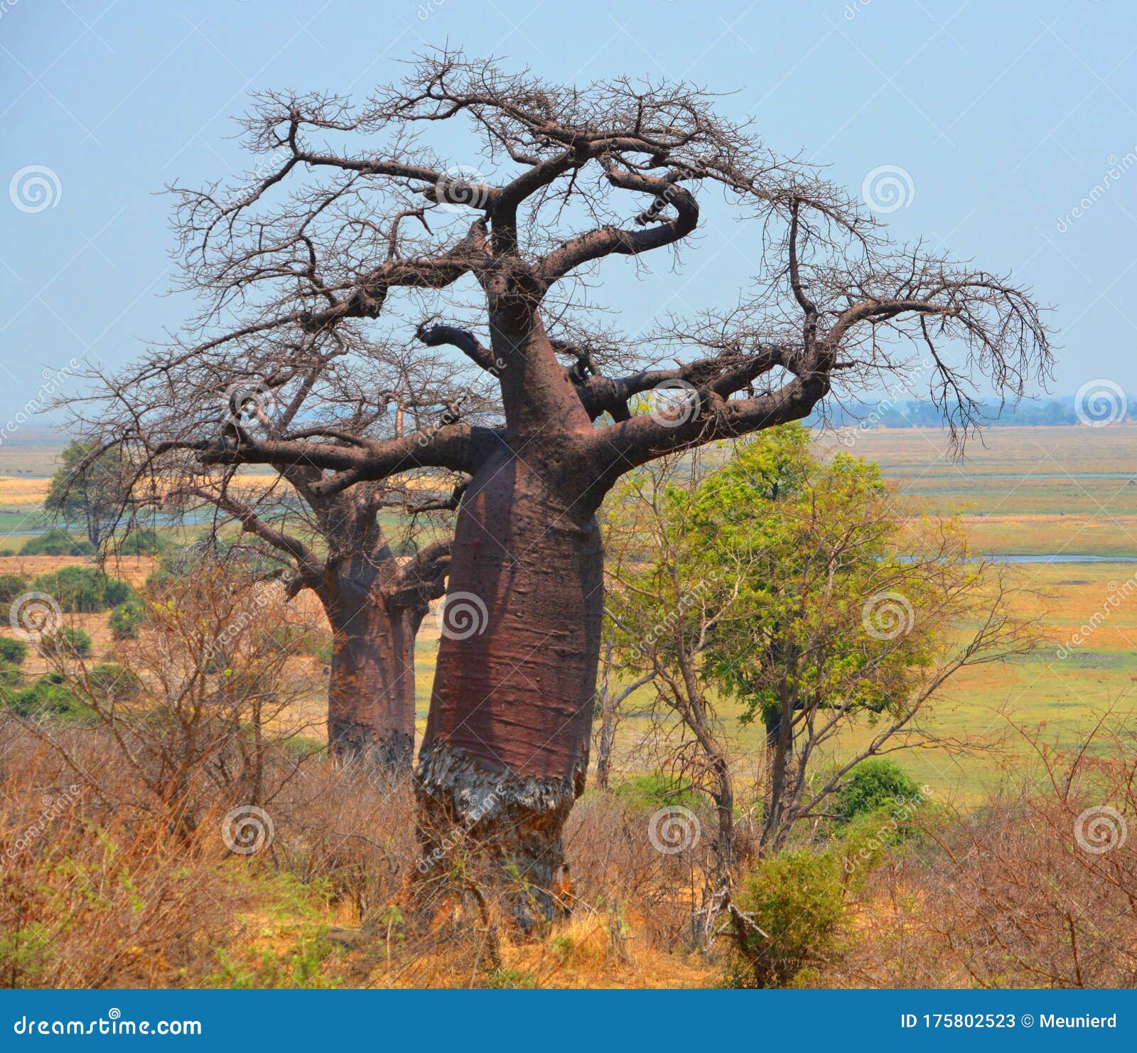 Baobab or Boab, Boaboa, Bottle Tree, Upside-down Tree Stock Image ...