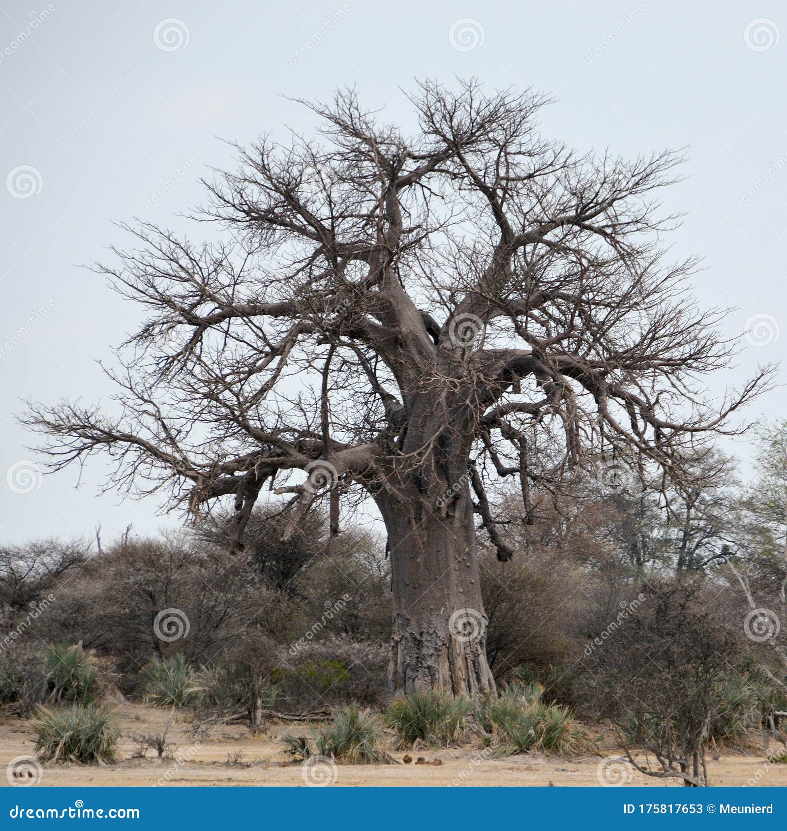 Baobab or Boab, Boaboa, Bottle Tree, Upside-down Tree, Stock Image ...