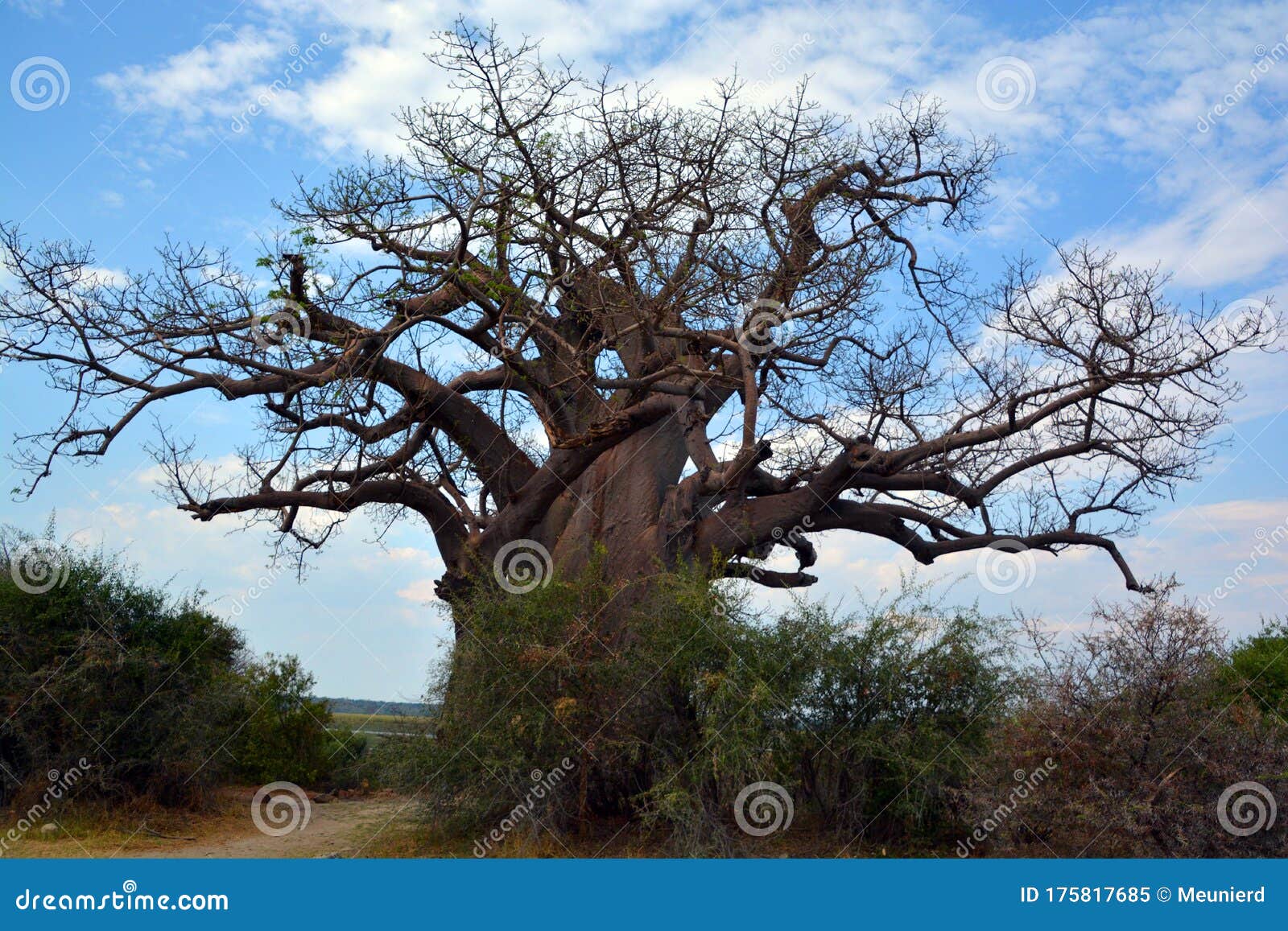 Baobab or Boab, Boaboa, Bottle Tree, Upside-down Tree, Stock Image ...