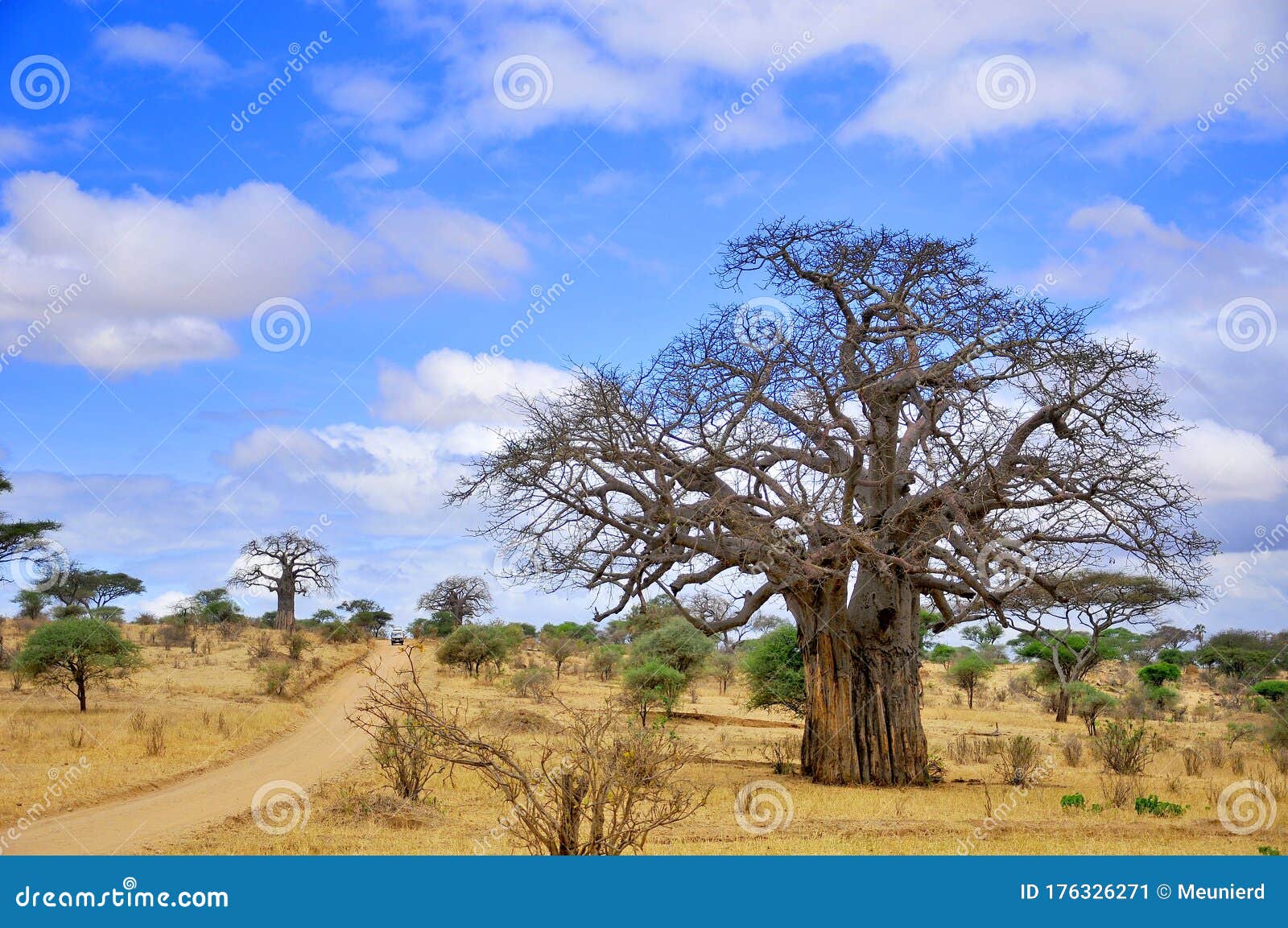 Baobab or Boab, Boaboa, Bottle Tree, Upside-down Tree, and Monkey Bread ...