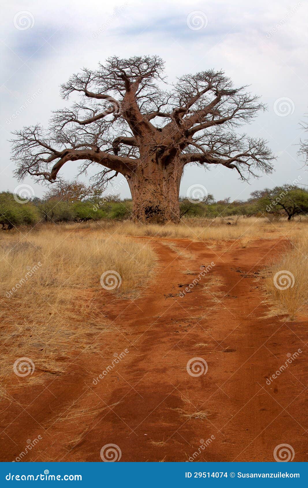 Baobab in Bushveld stock photo. Image of habitat, texture - 29514074